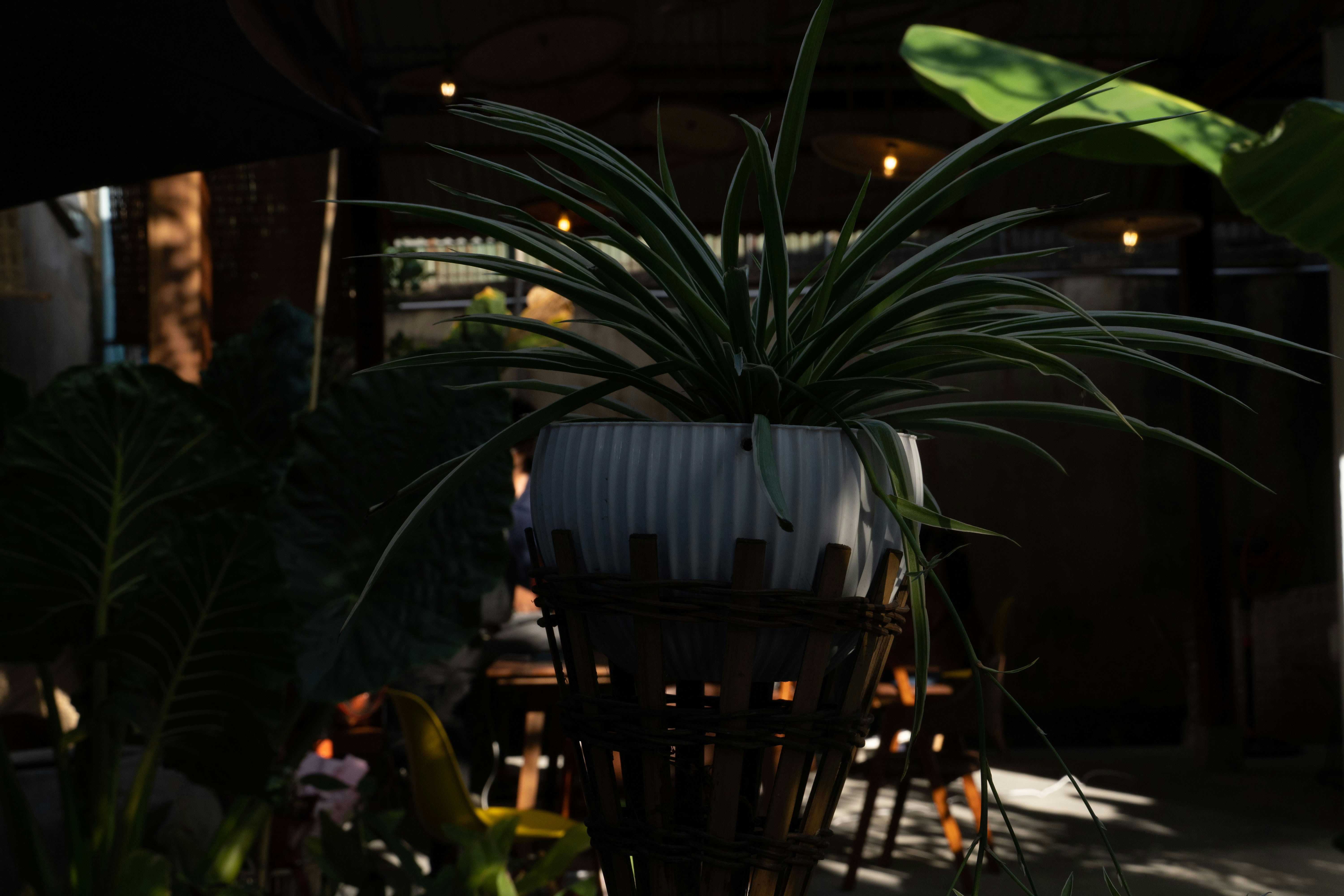 Dracaena Marginata in a Dim Café Corner