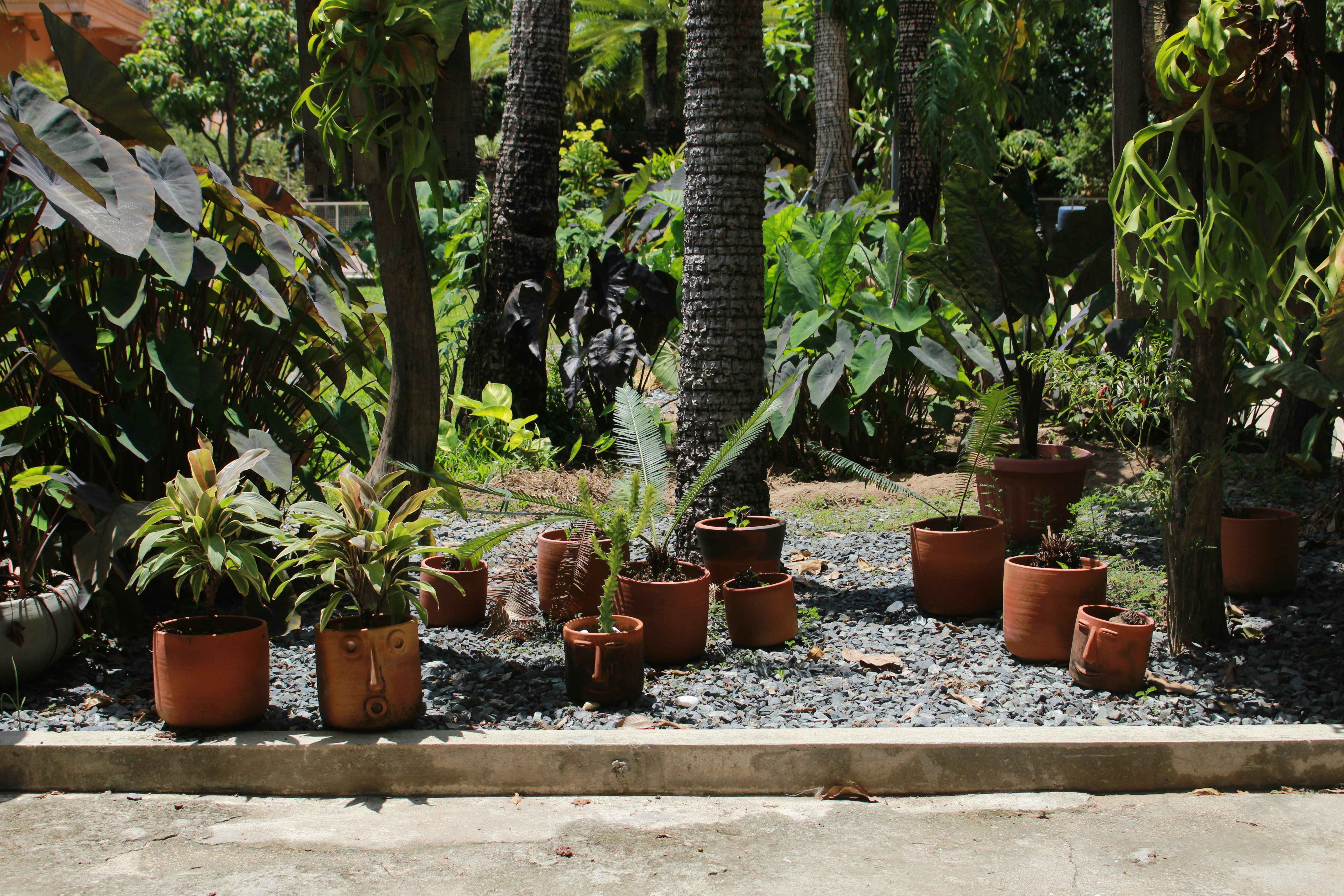 A collection of potted plants arranged along a stone pathway in a lush garden, framed by tropical foliage. The scene captures the essence of a serene outdoor space.