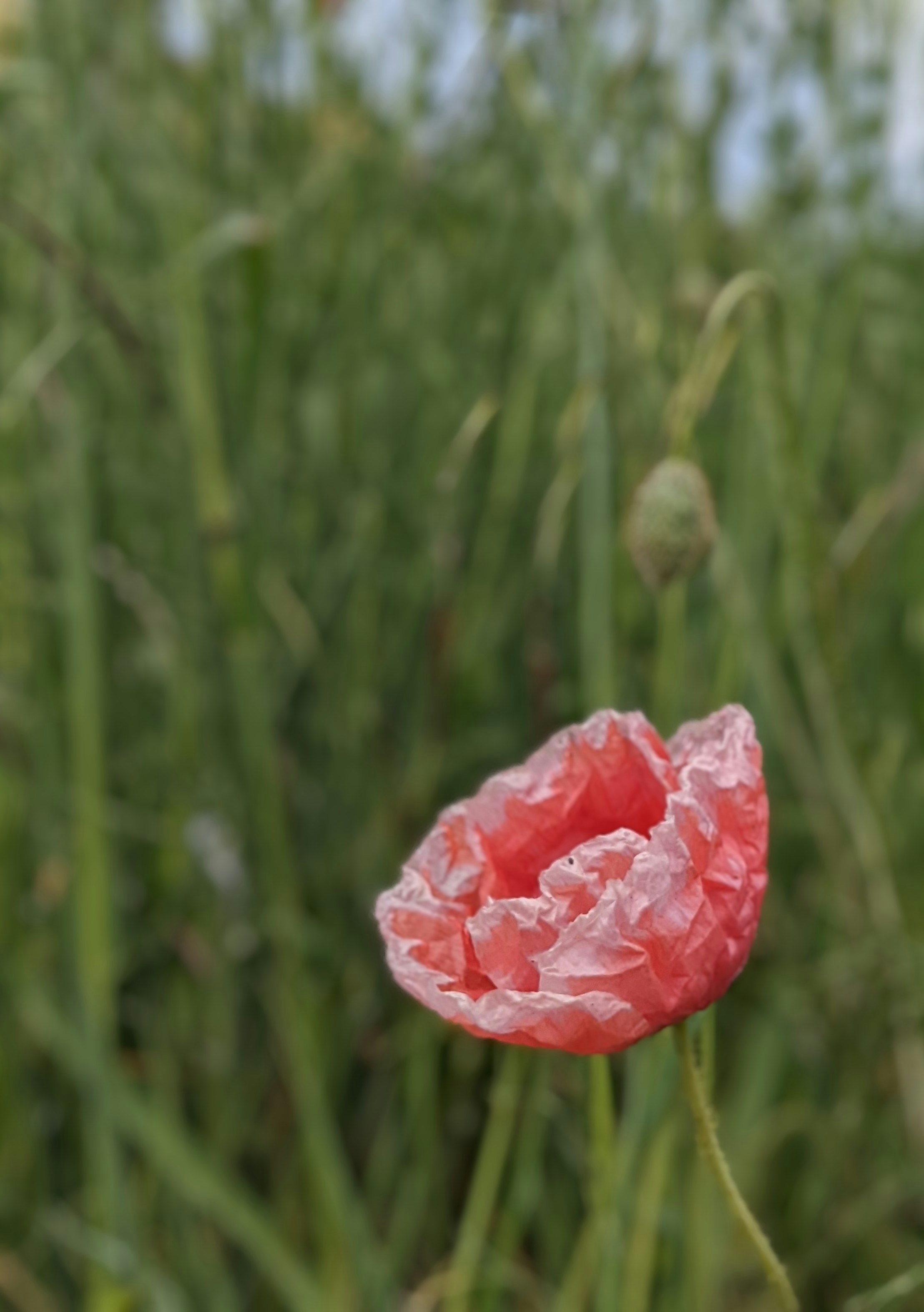 Crimson Poppy Amid Grass: A Close-Up of Fragile Petals