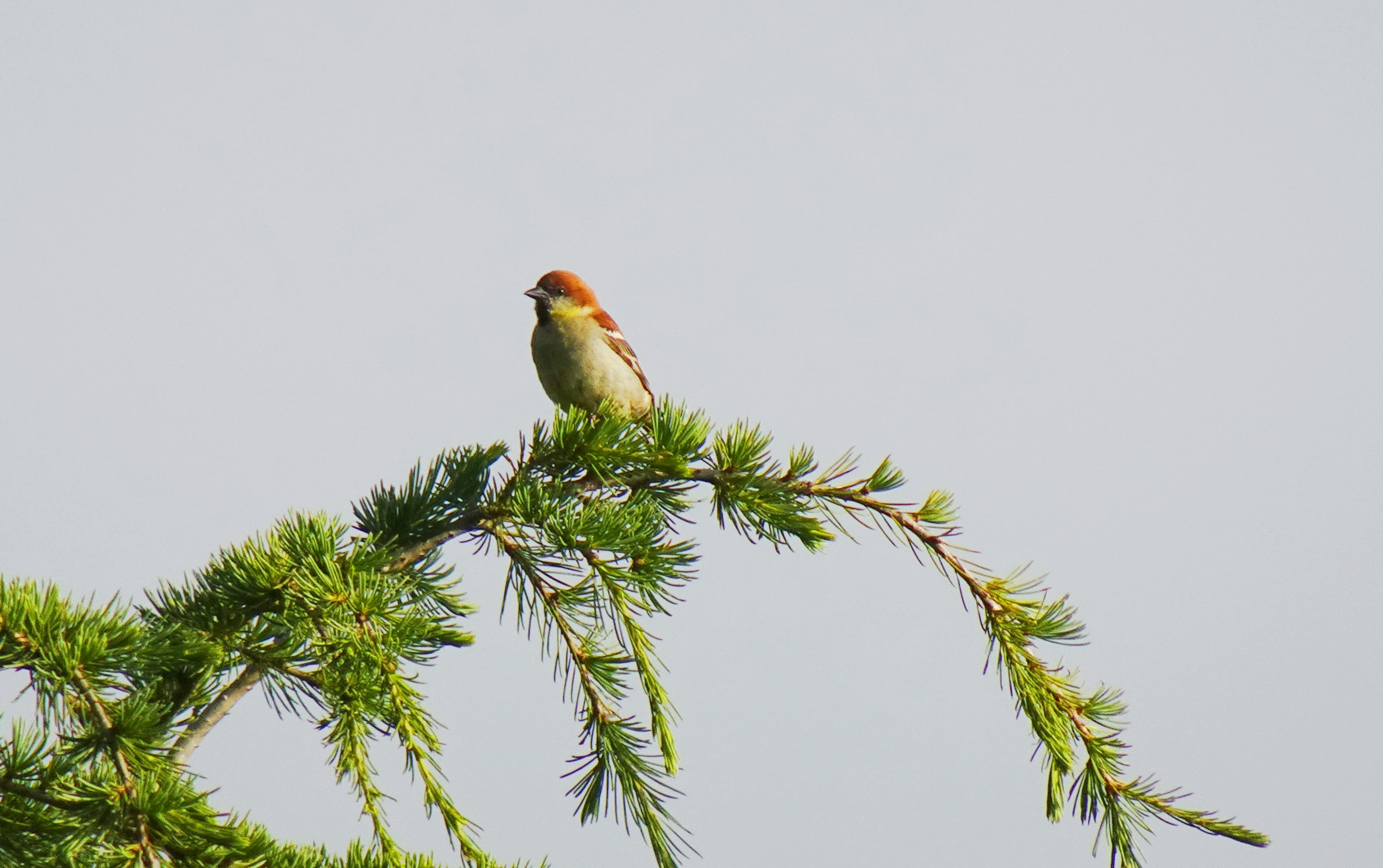 Red-capped Songbird Balancing on a Curved Pine Limb