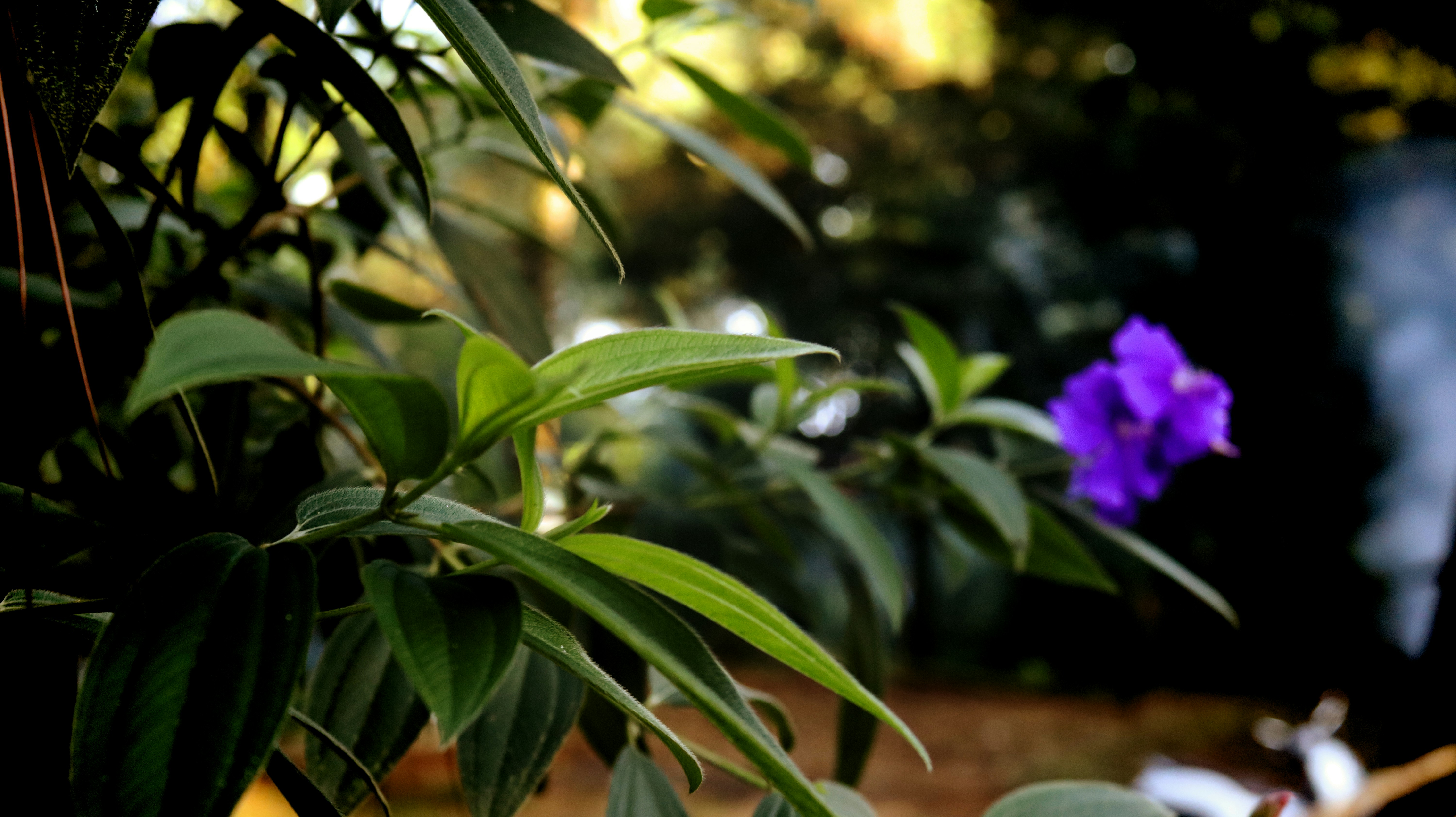 Violet Elegance Amidst Verdant Leaves