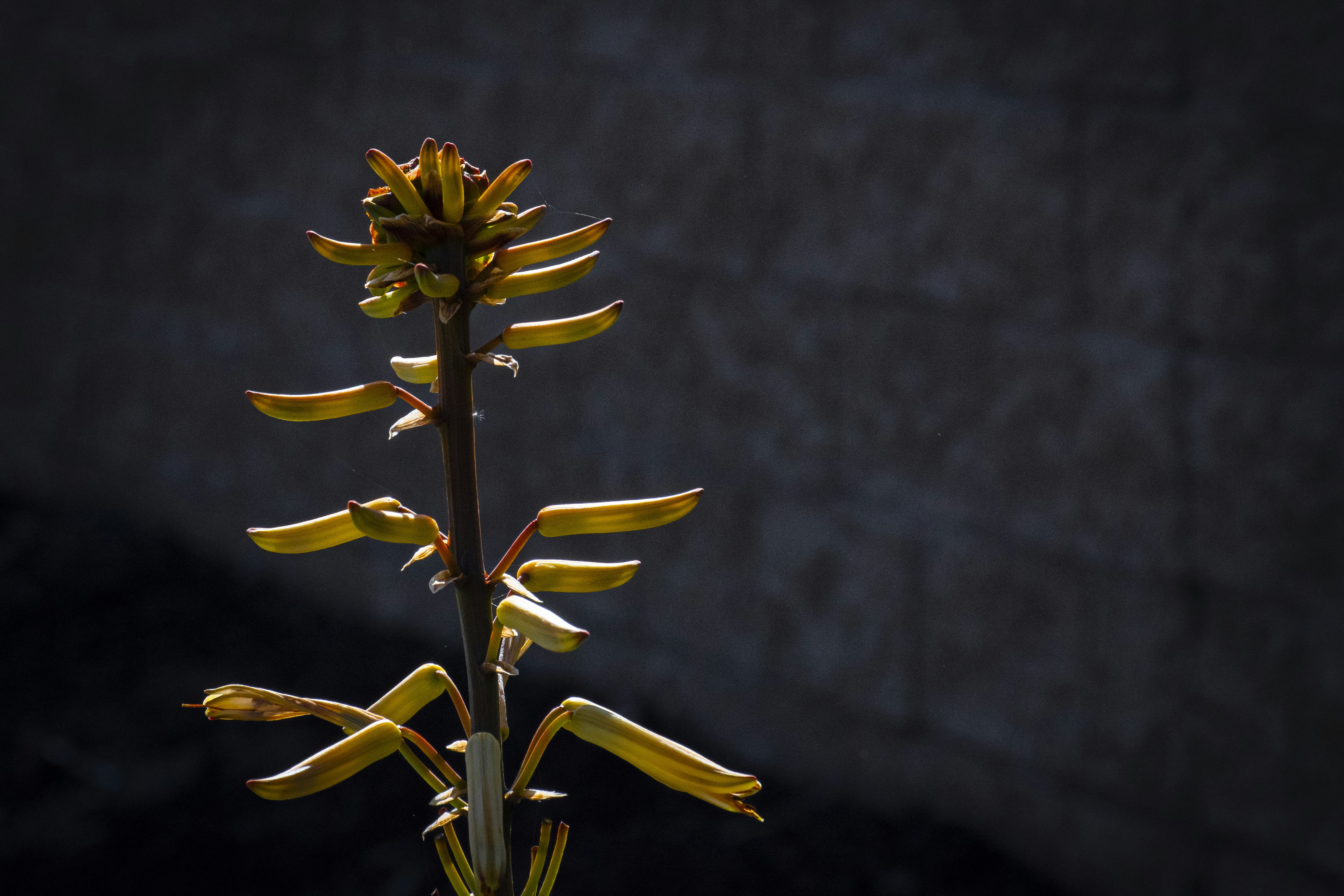 Lone yellow-tipped stalk against a dim urban wall