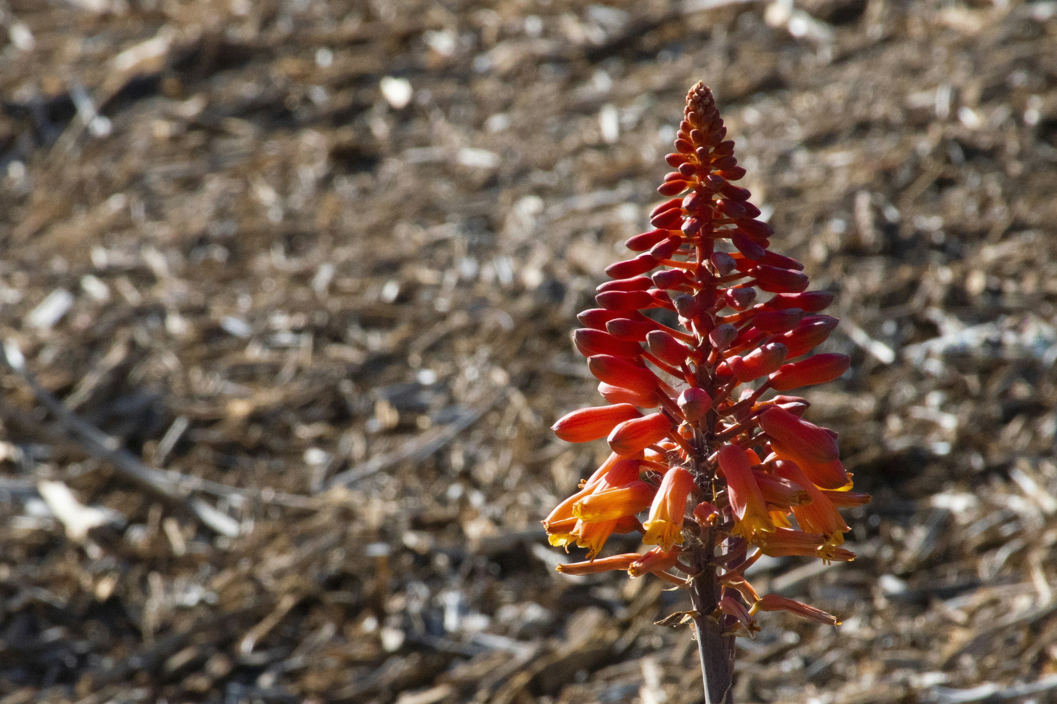 Crimson Spike: A Lone Flower Reaching Amid Woodland Debris