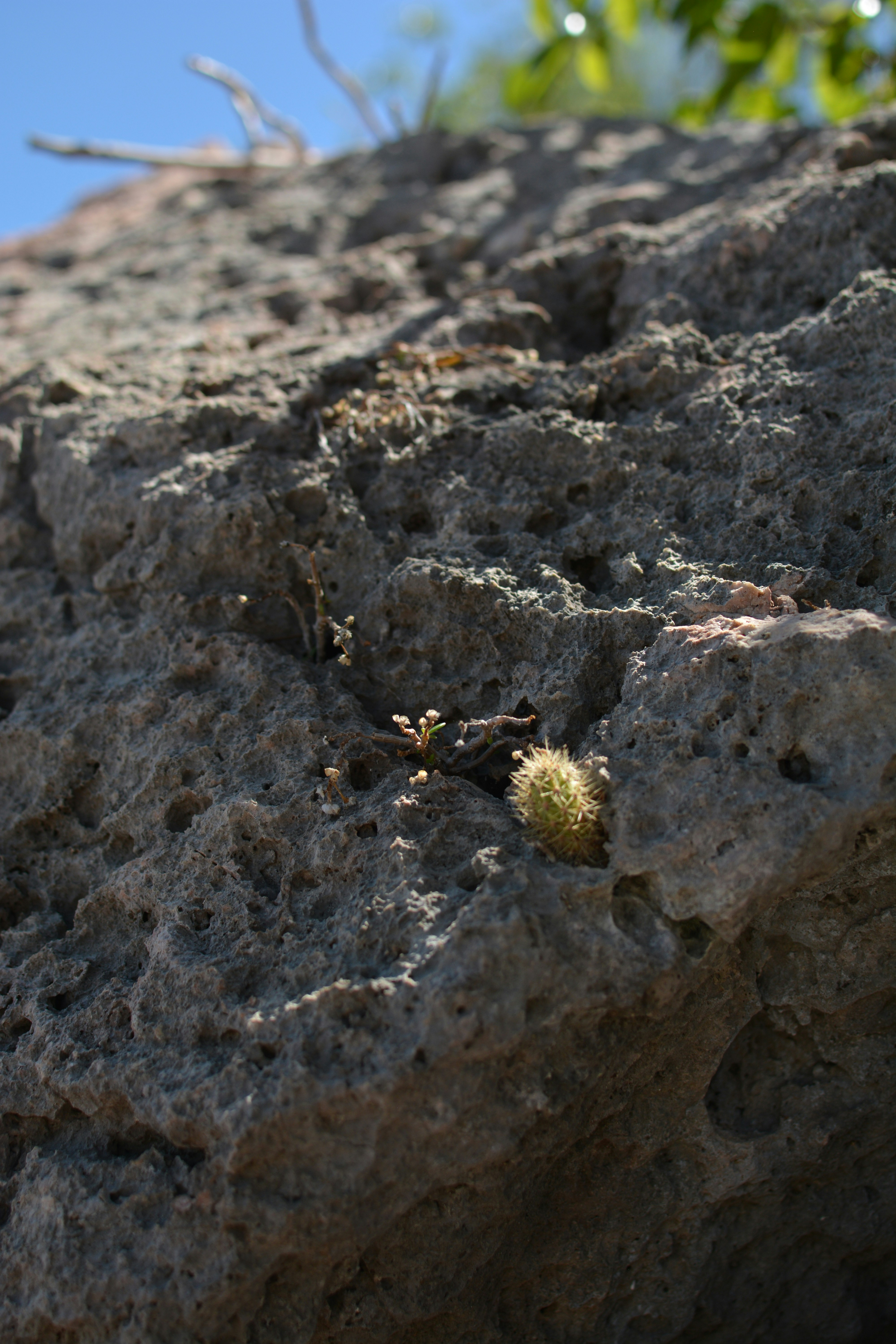 Low-Angle Climb: A Tiny Cactus Rises from Weathered Stone