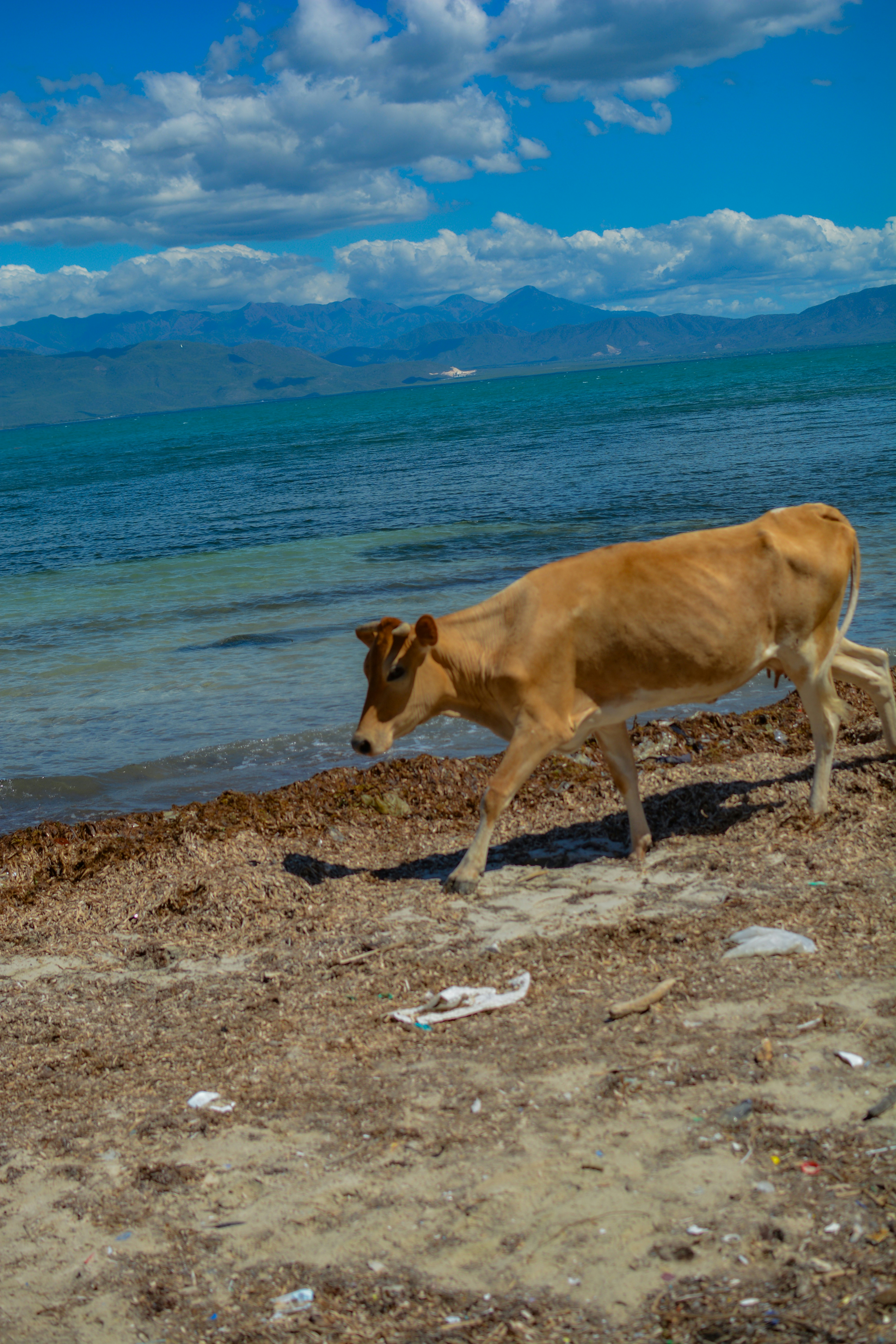 Foto zum Thema Eine Kuh steht am Strand – Kostenloses Bild zu Säugetier ...