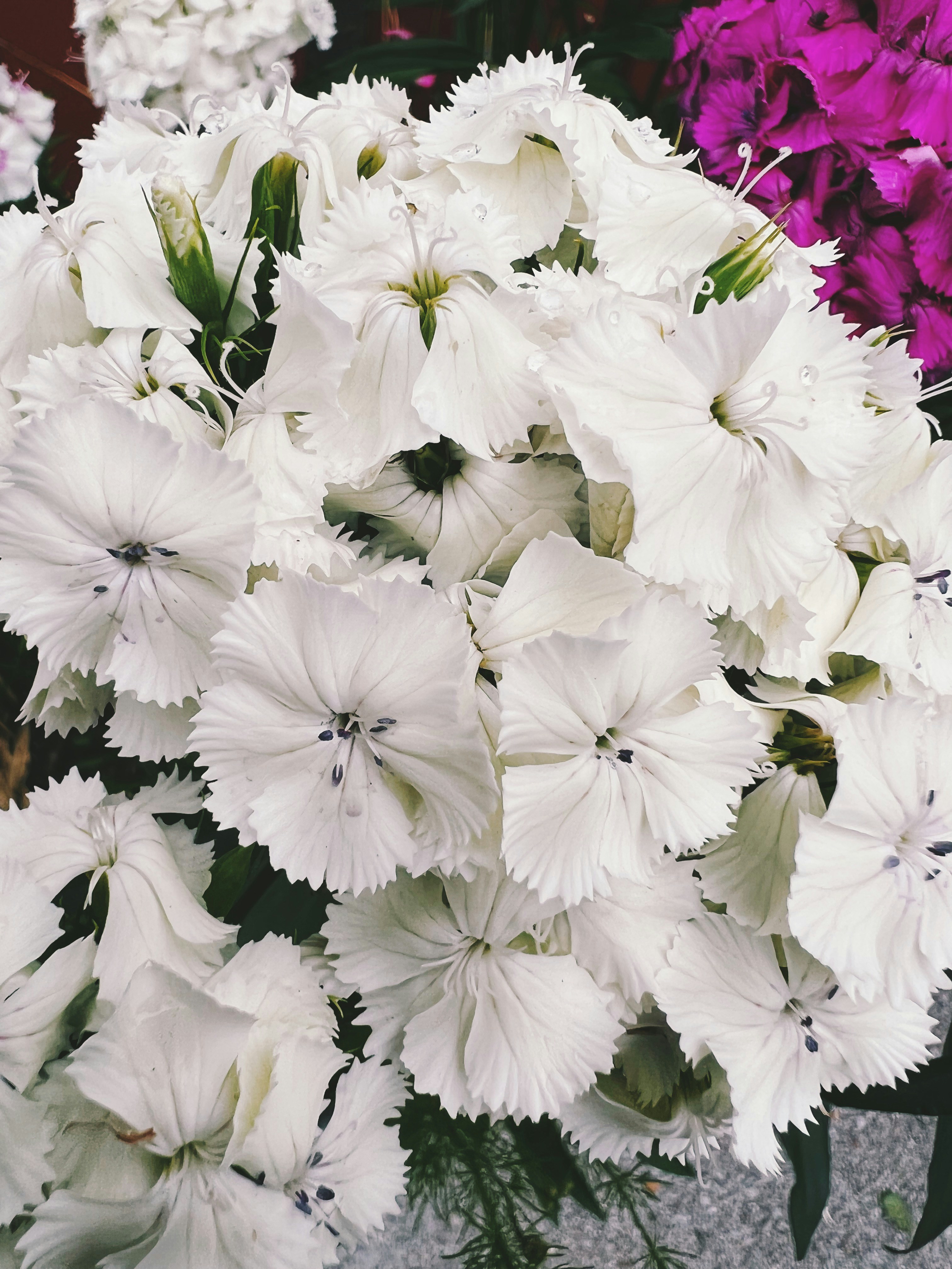 Petal Cascade: White Petunias Framing a Burst of Color
