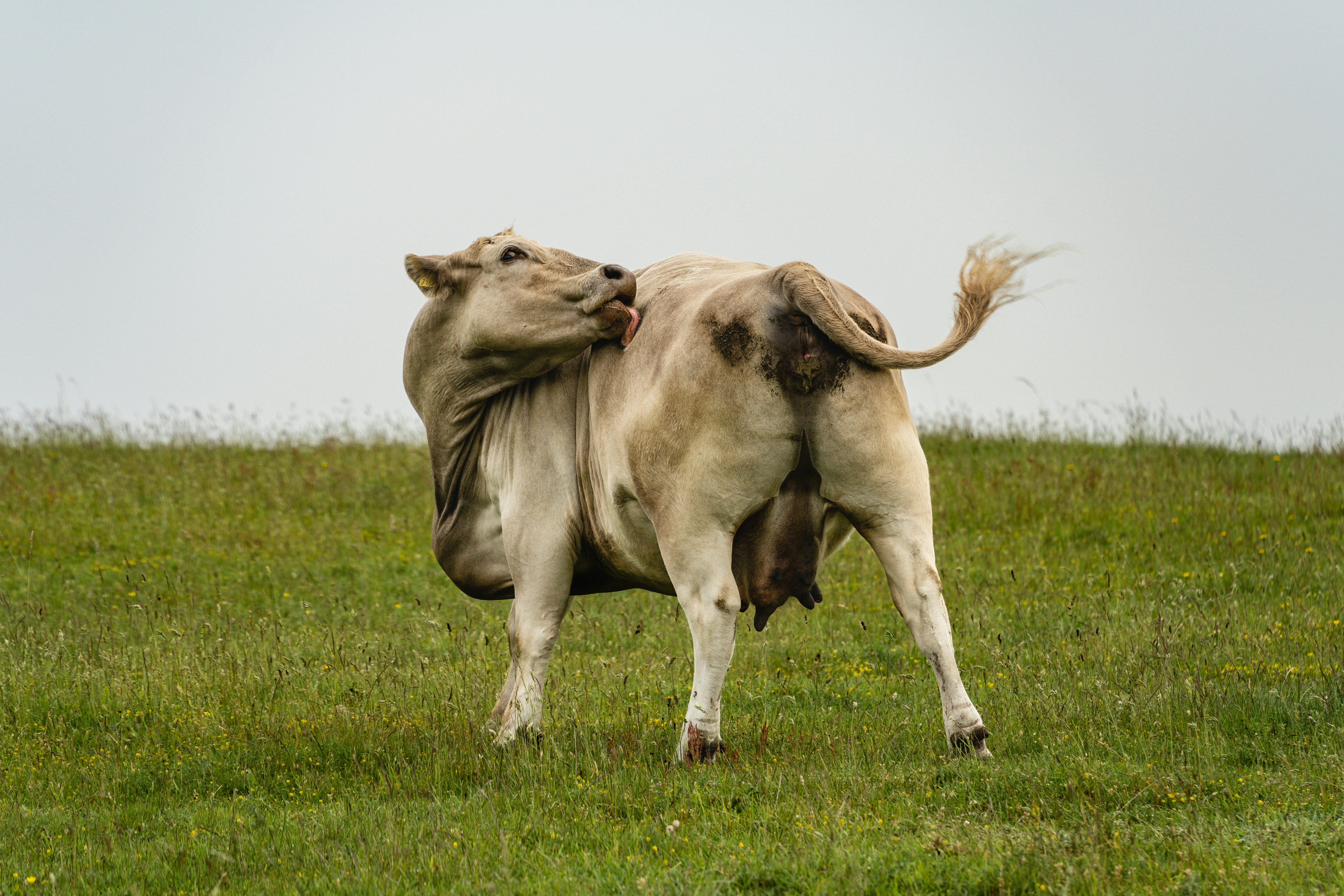 A cow walking across a grass covered field photo – Free Kåseberga Image ...