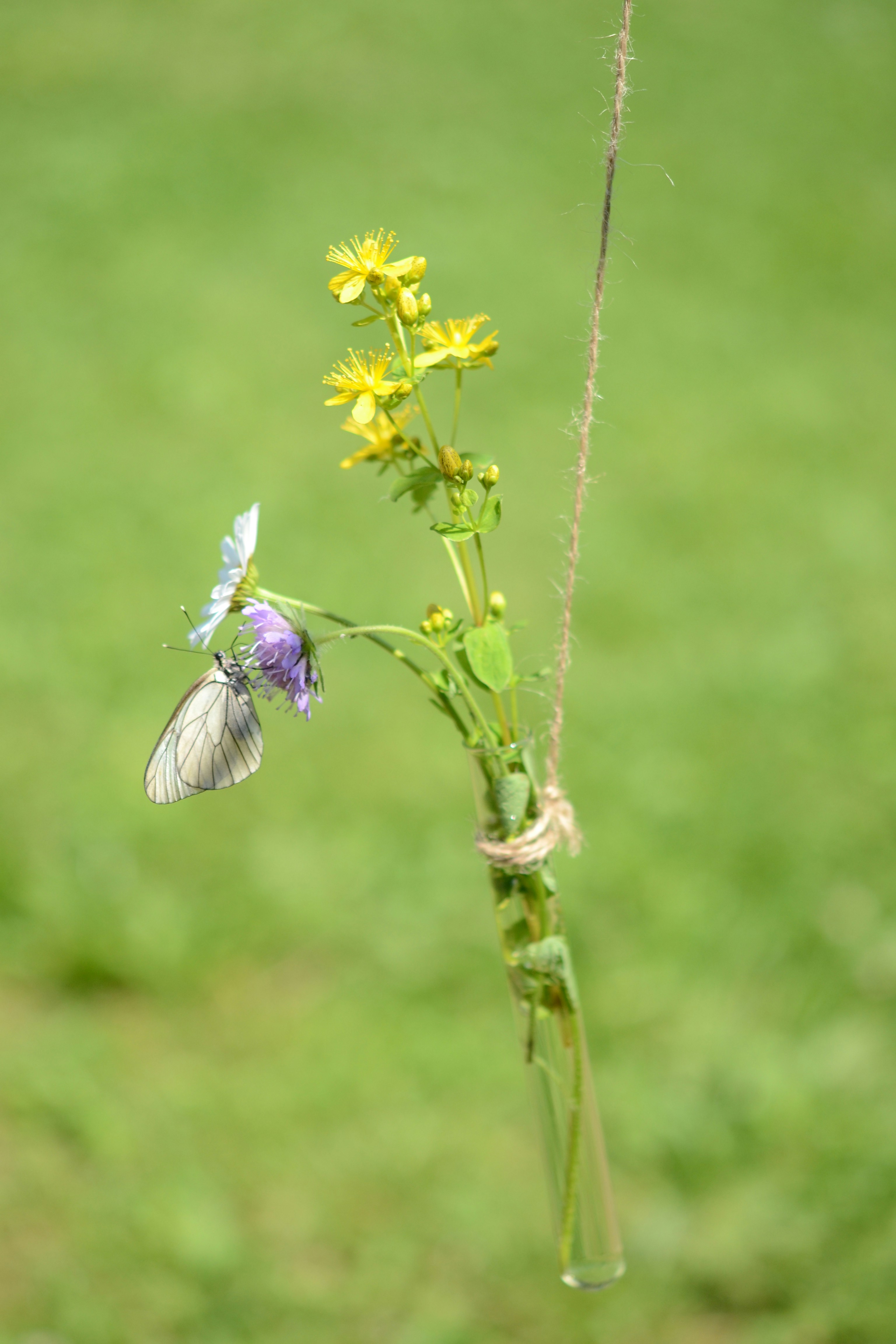 Winged Visitor on a Bound Bloom in a Sunlit Meadow