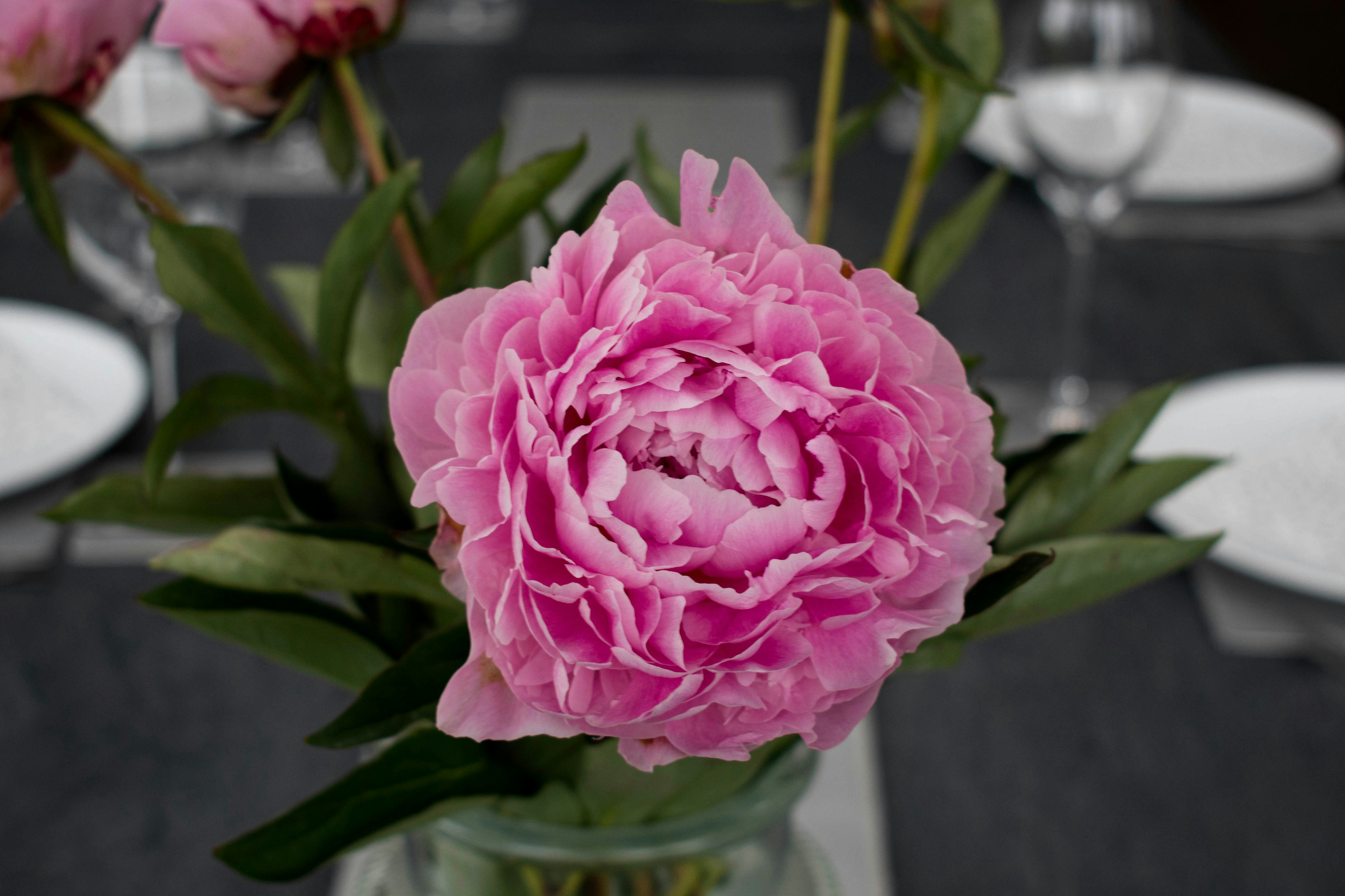 Centerpiece Bloom: A Pink Peony in a Quiet Table Scene