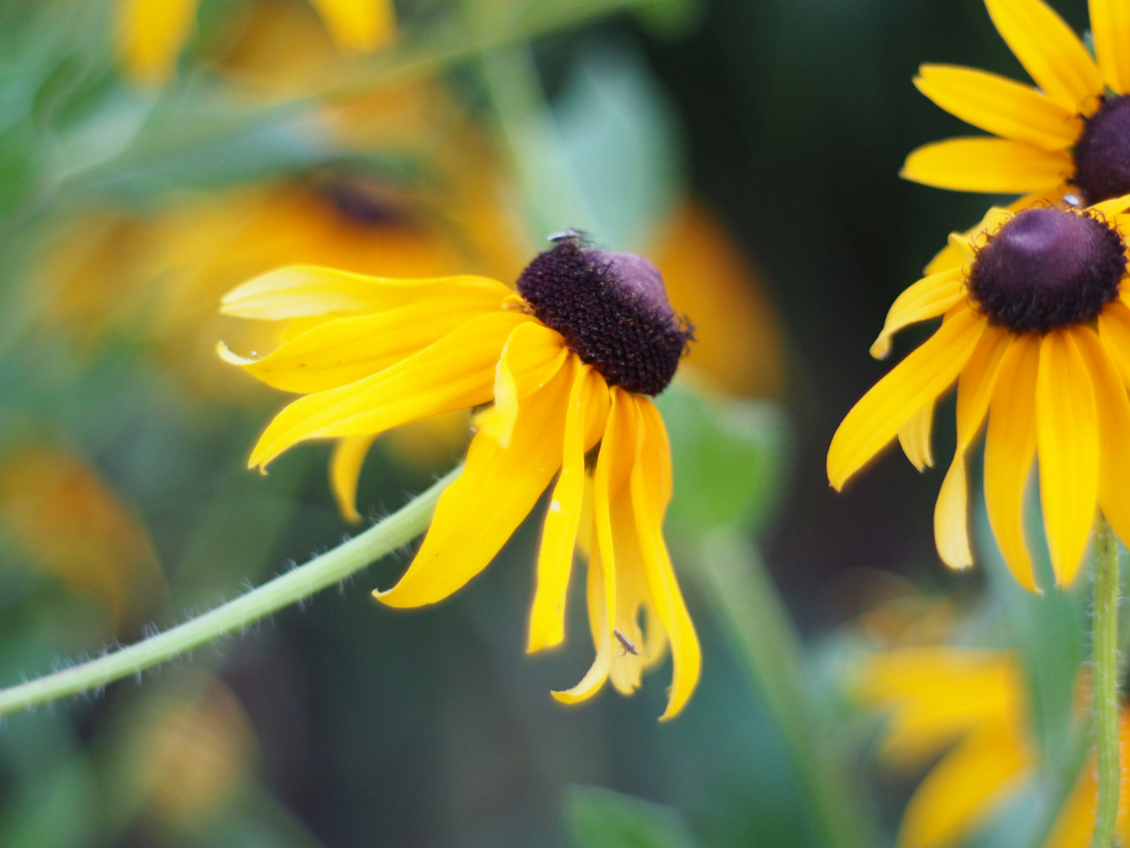A close up of a flower photo – Free Pollen Image on Unsplash