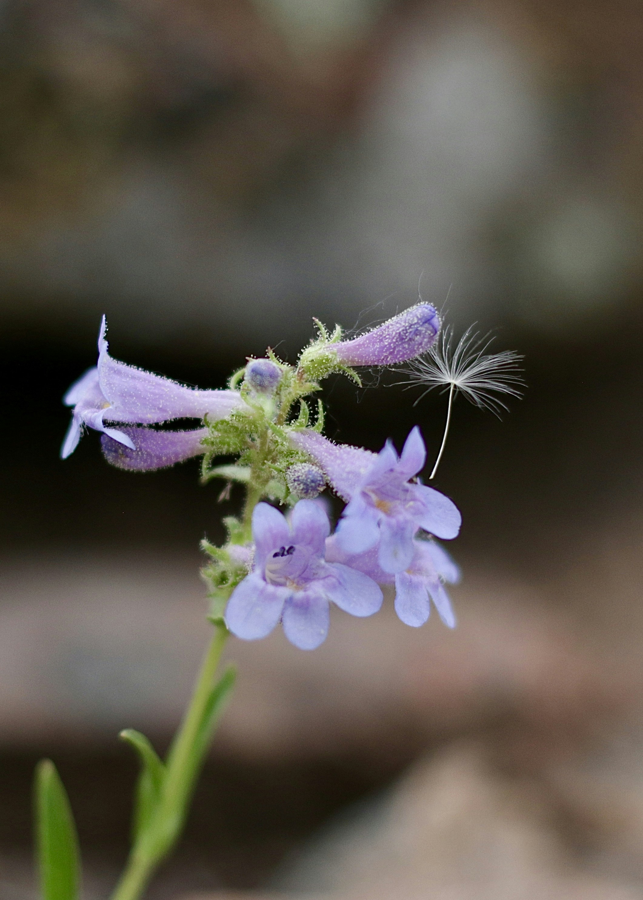 Lavender Bloom with a Parachute Seed: A Macro Whisper