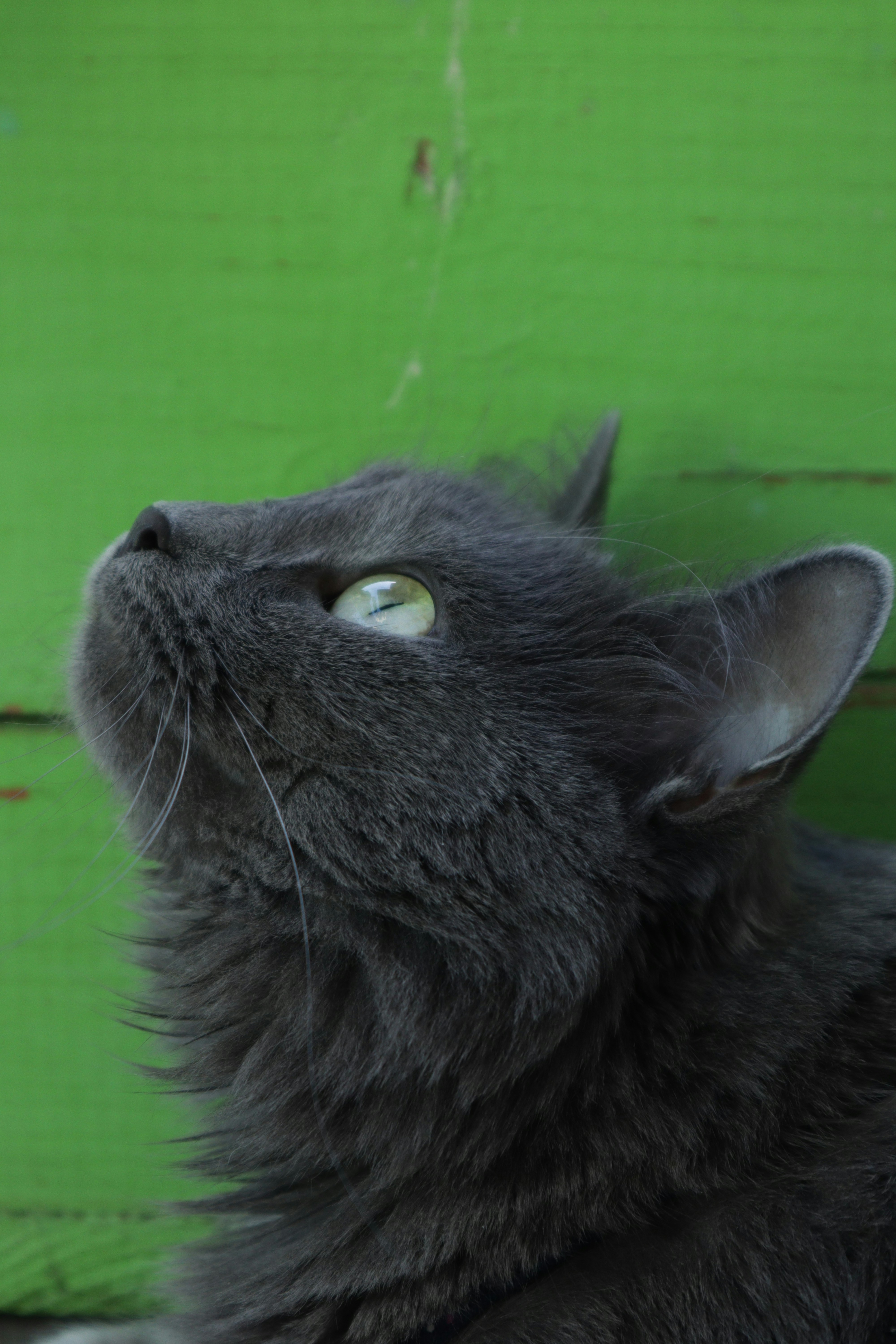 a cat looking at a bug