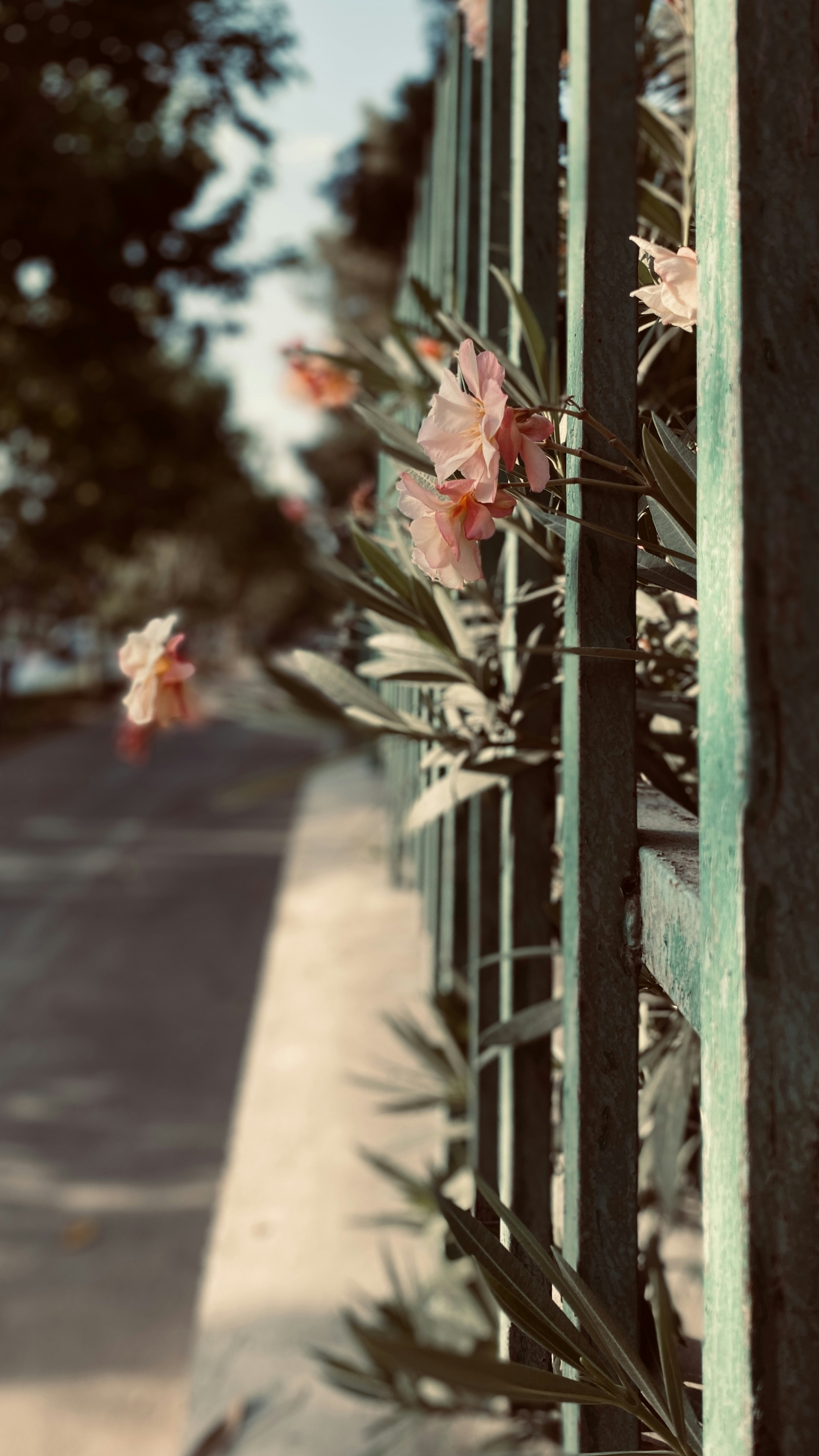 Pink blooms tethered to a weathered green fence