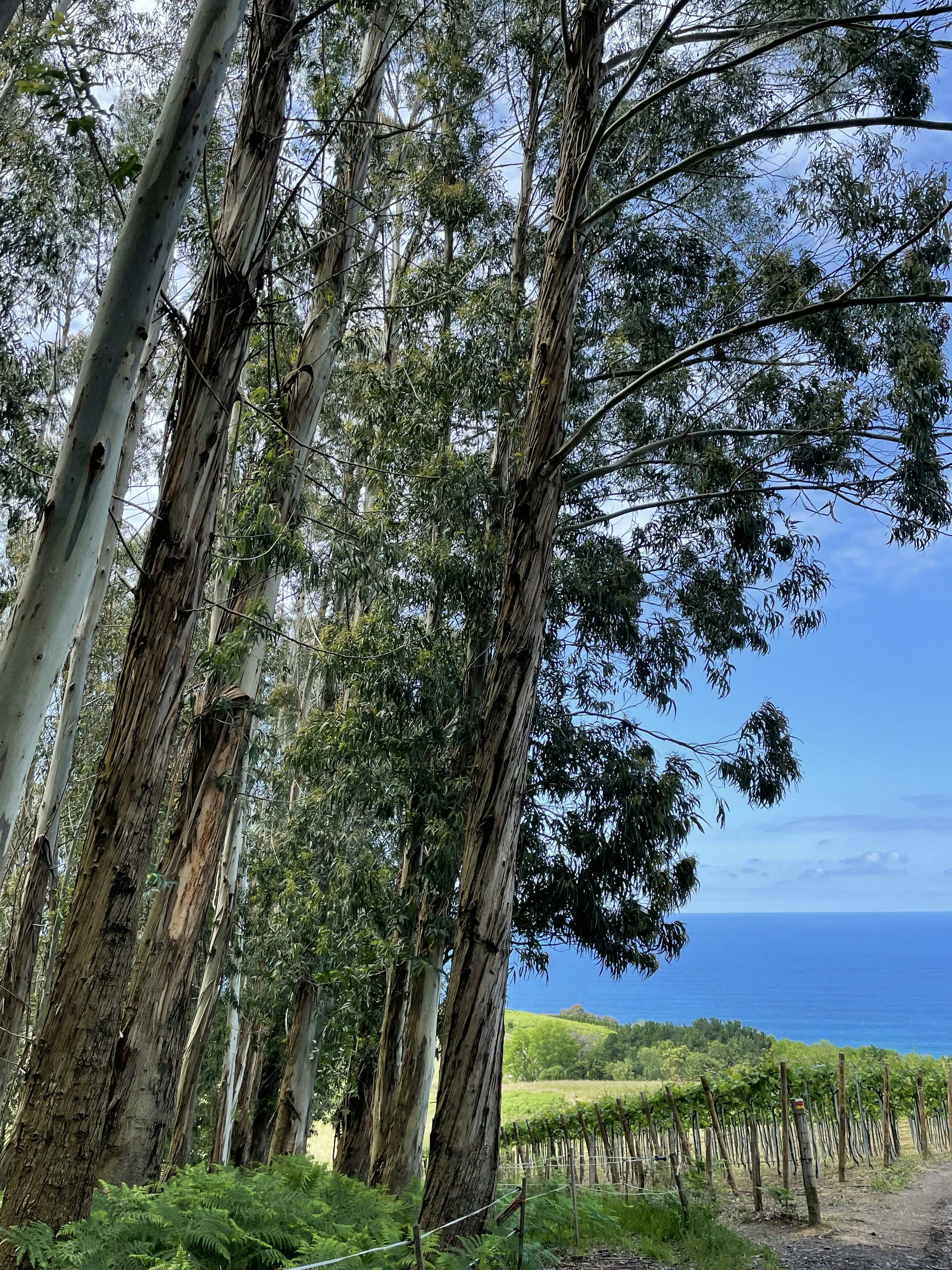 Coastal Vineyard Amid Tall Eucalyptus, Framing the Sea