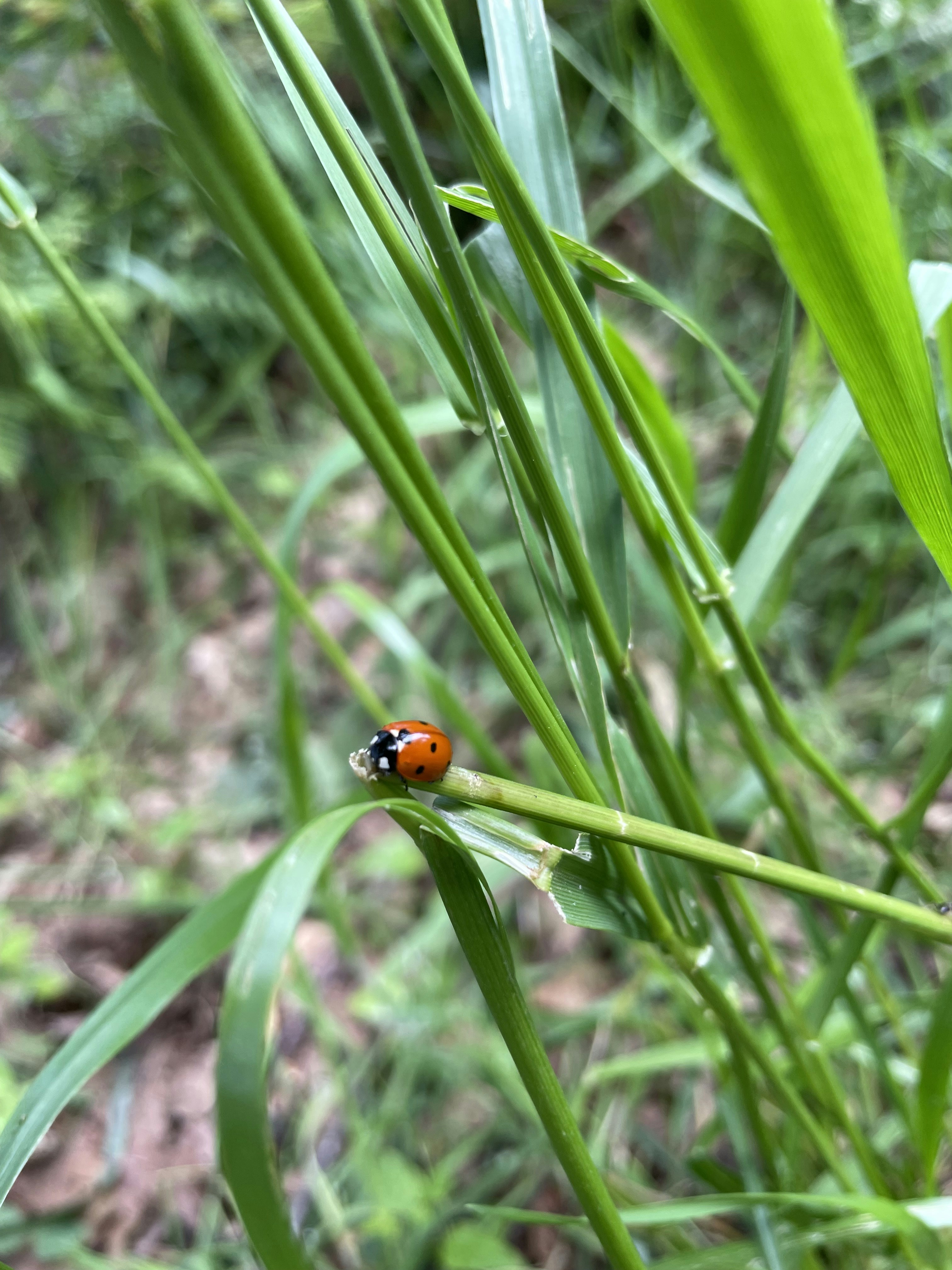 A ladybug on a leaf photo – Free Zoom Image on Unsplash