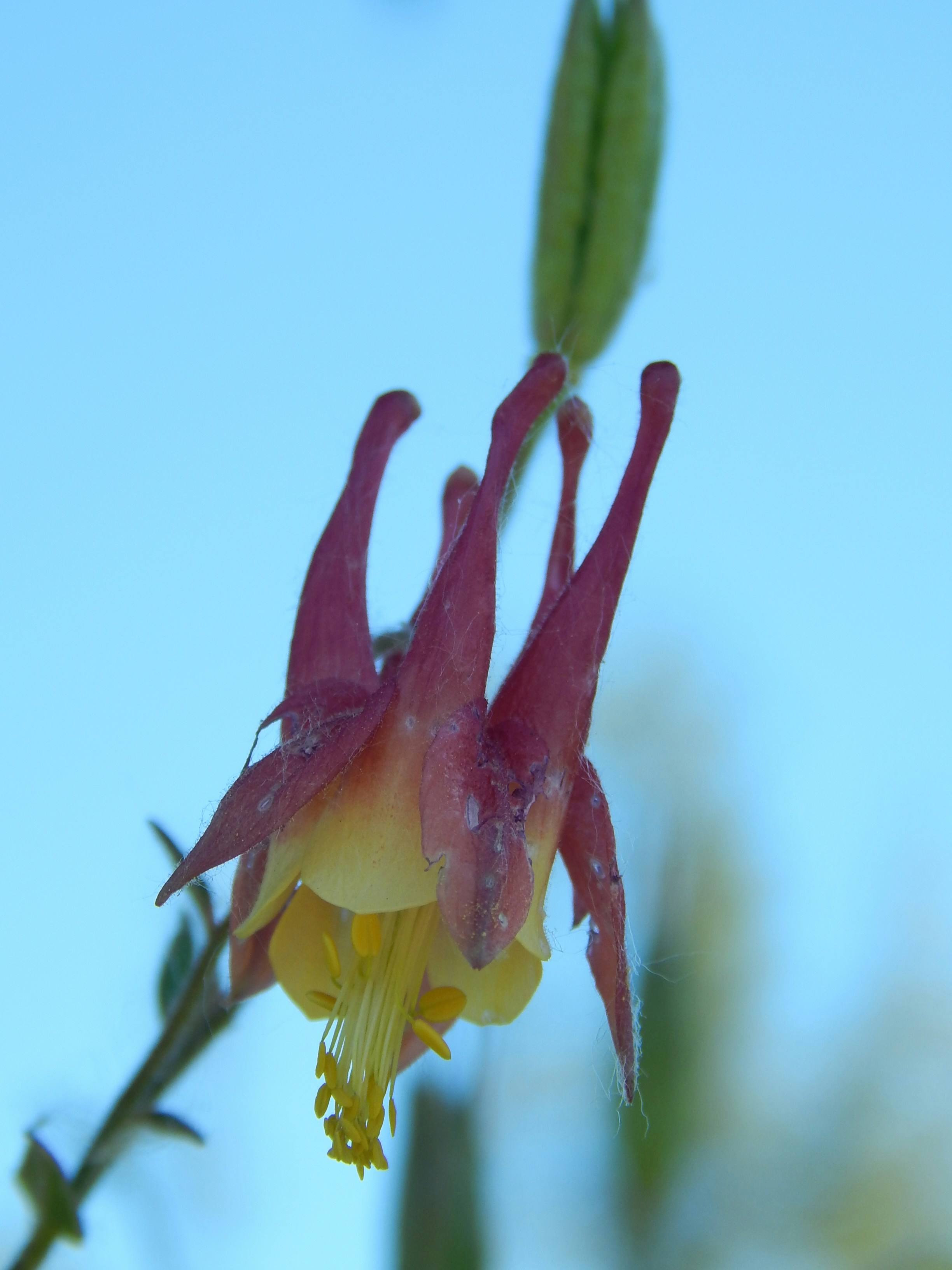 Delicate Dance of the Crimson Columbine