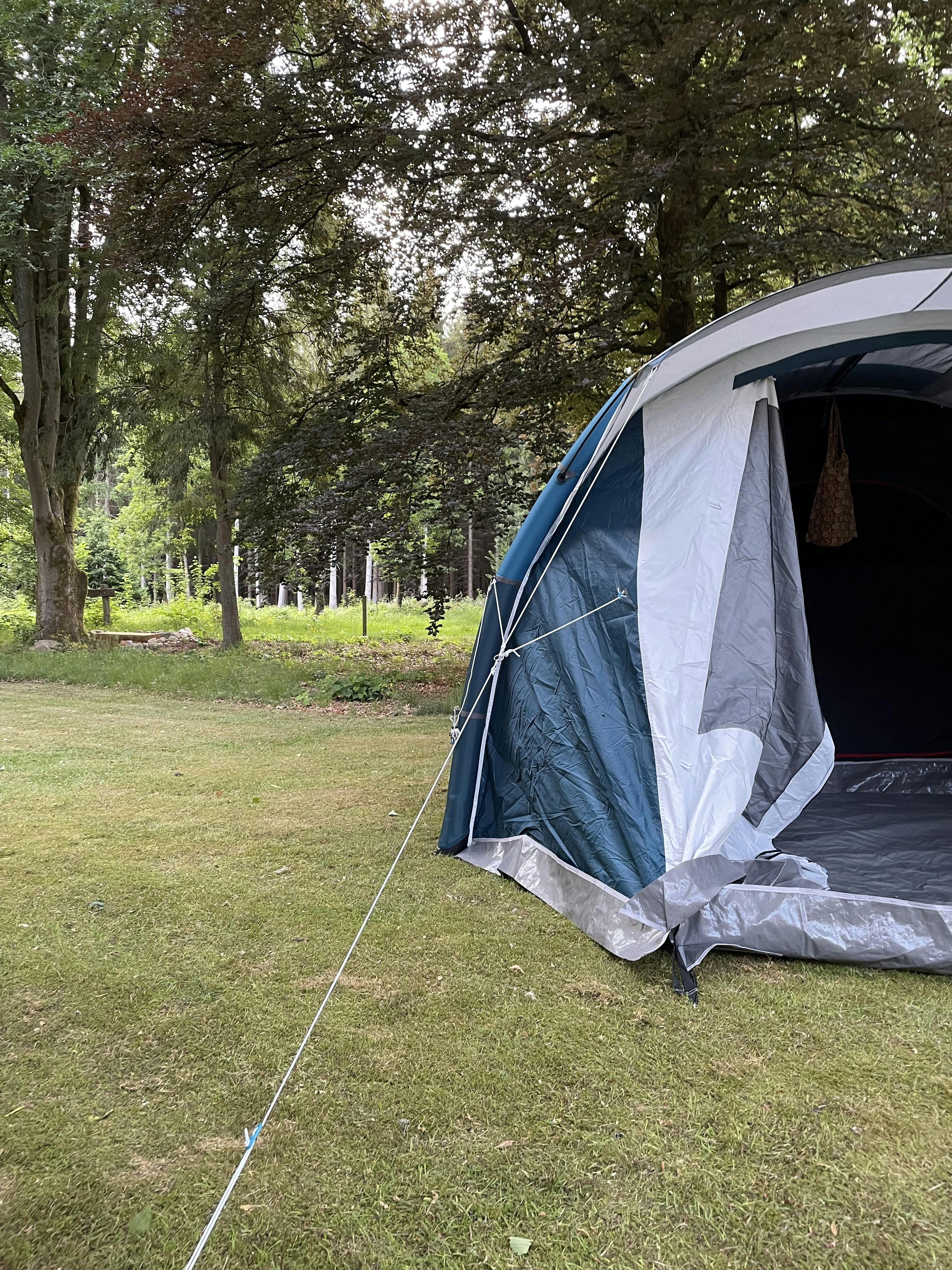 Teal Tent at the Forest Edge: A Quiet Campsite Spotlight