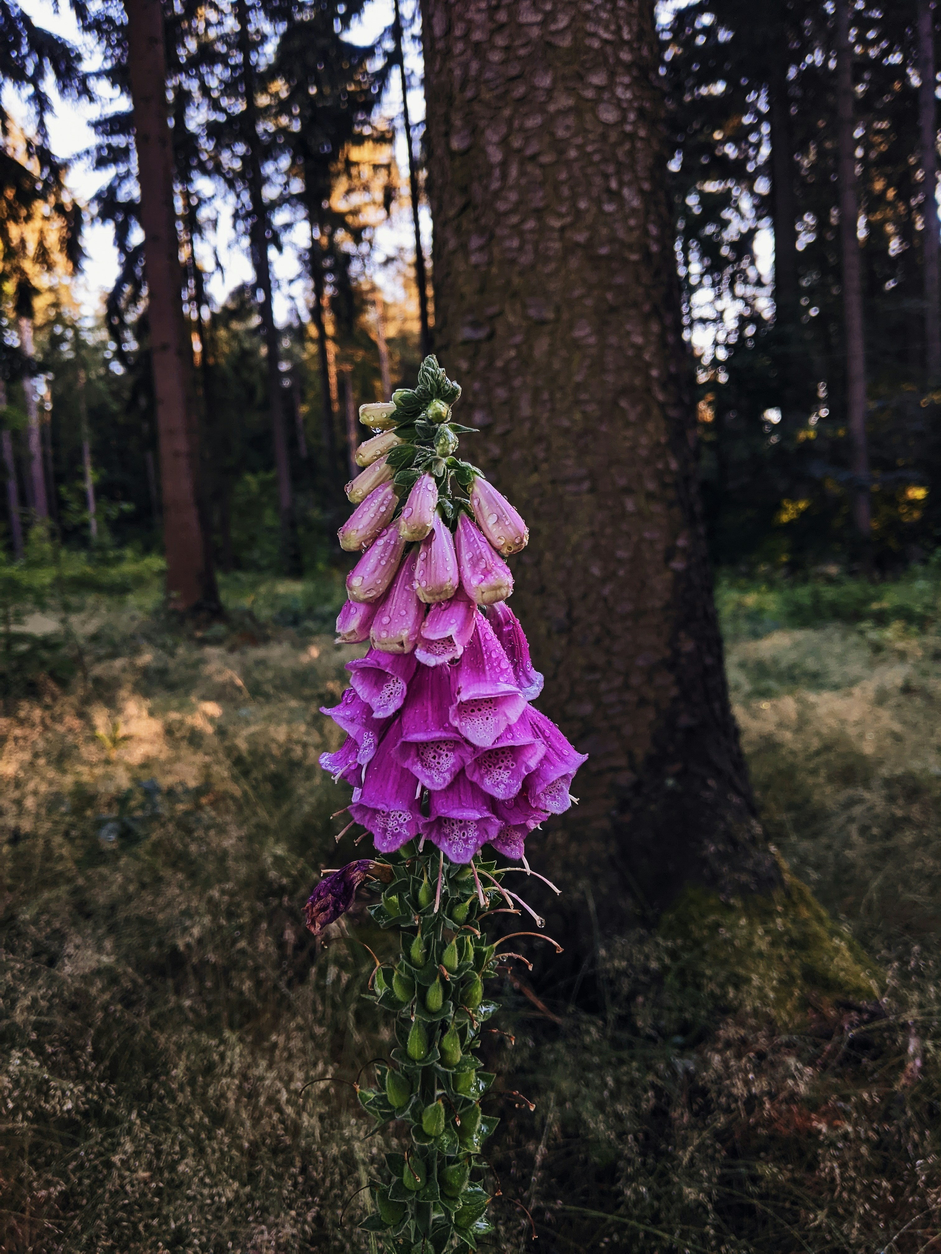 Purple foxglove rising in a quiet forest glade