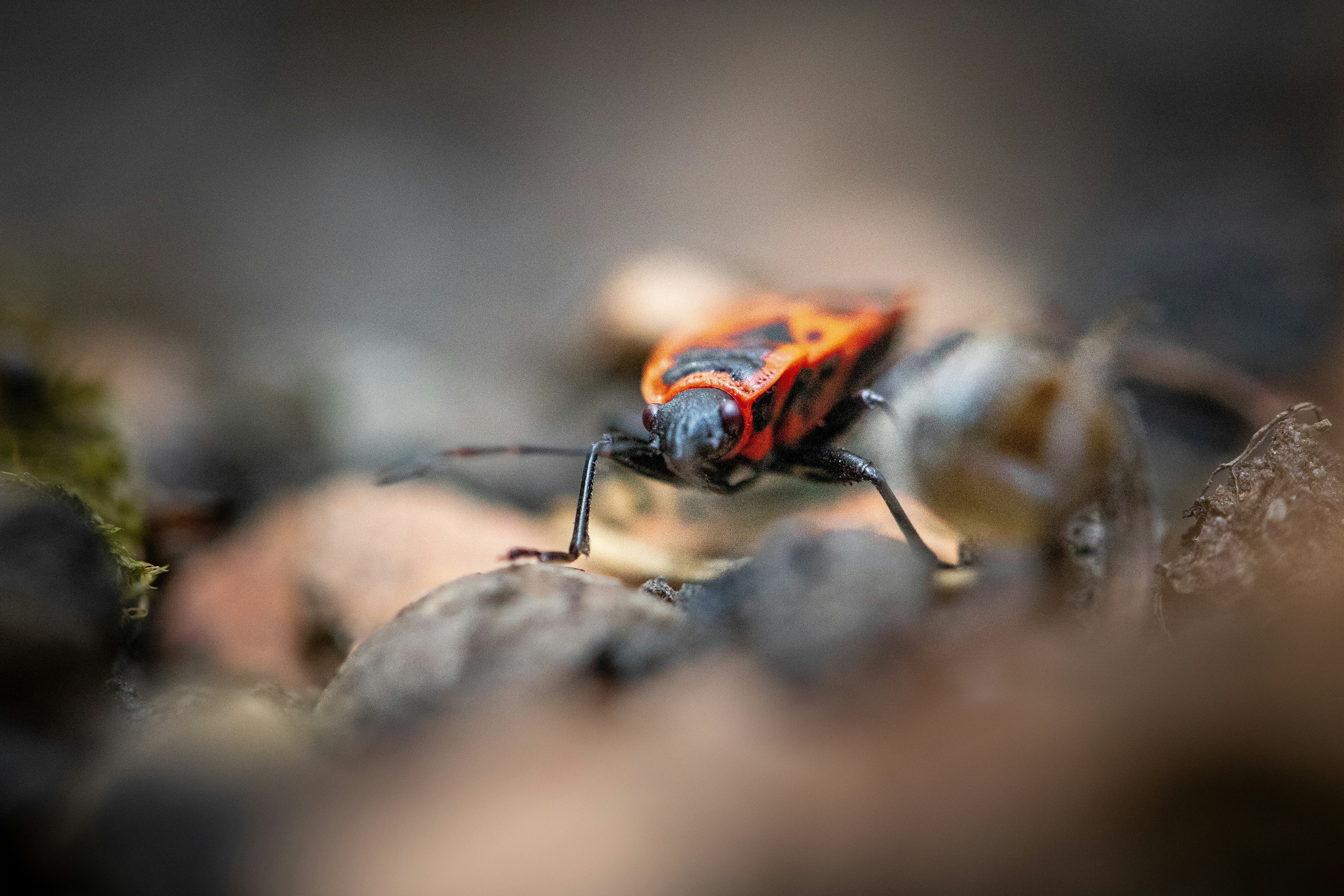 Foto Un insecto en una roca – Imagen Insecto gratis en Unsplash