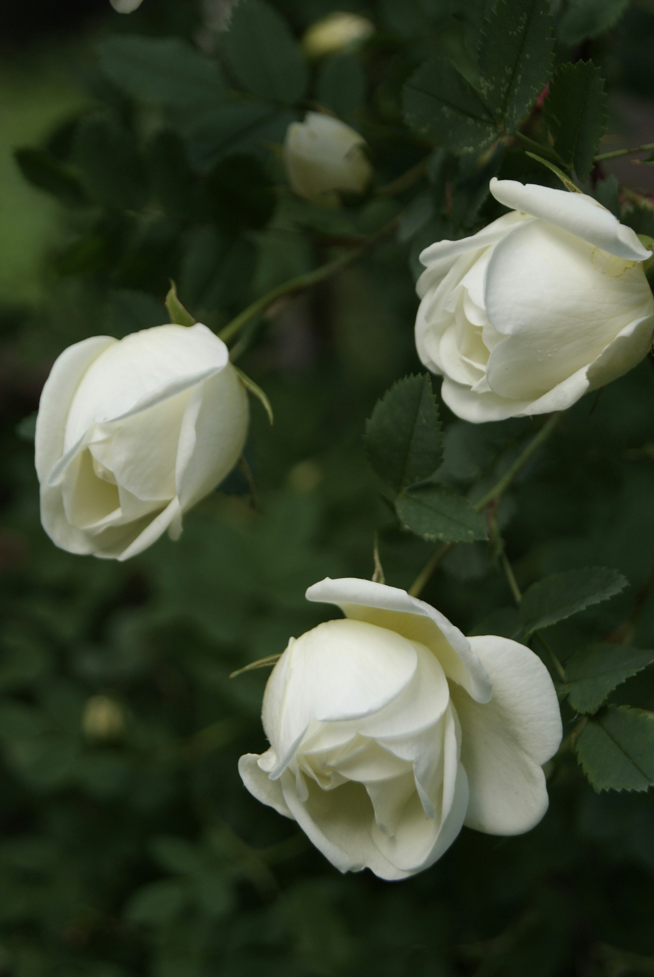 Three delicate white roses nestled among lush green foliage, showcasing their soft petals and subtle details.