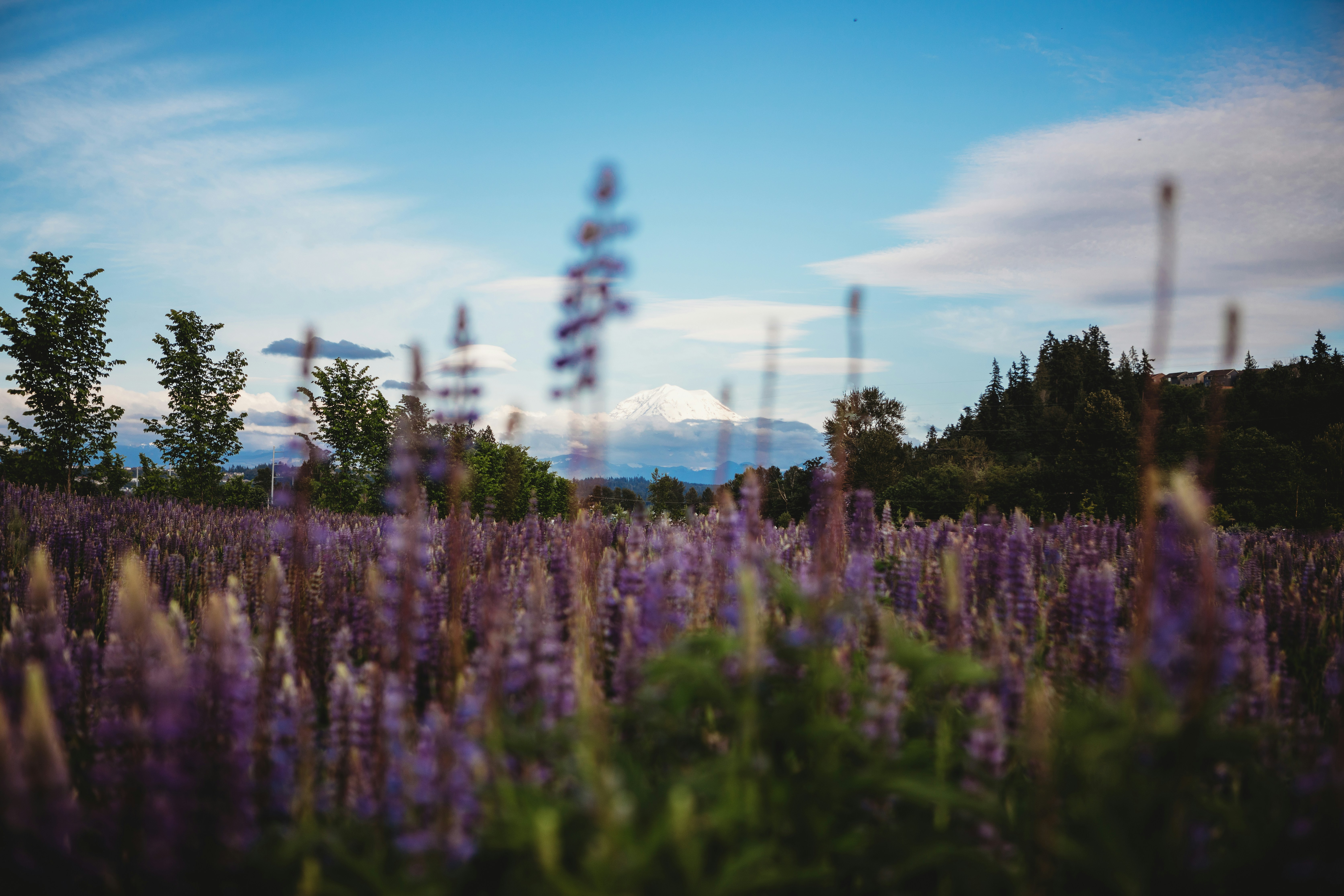 Lavender Field photo shot on Canon EOS 5D Mark IV