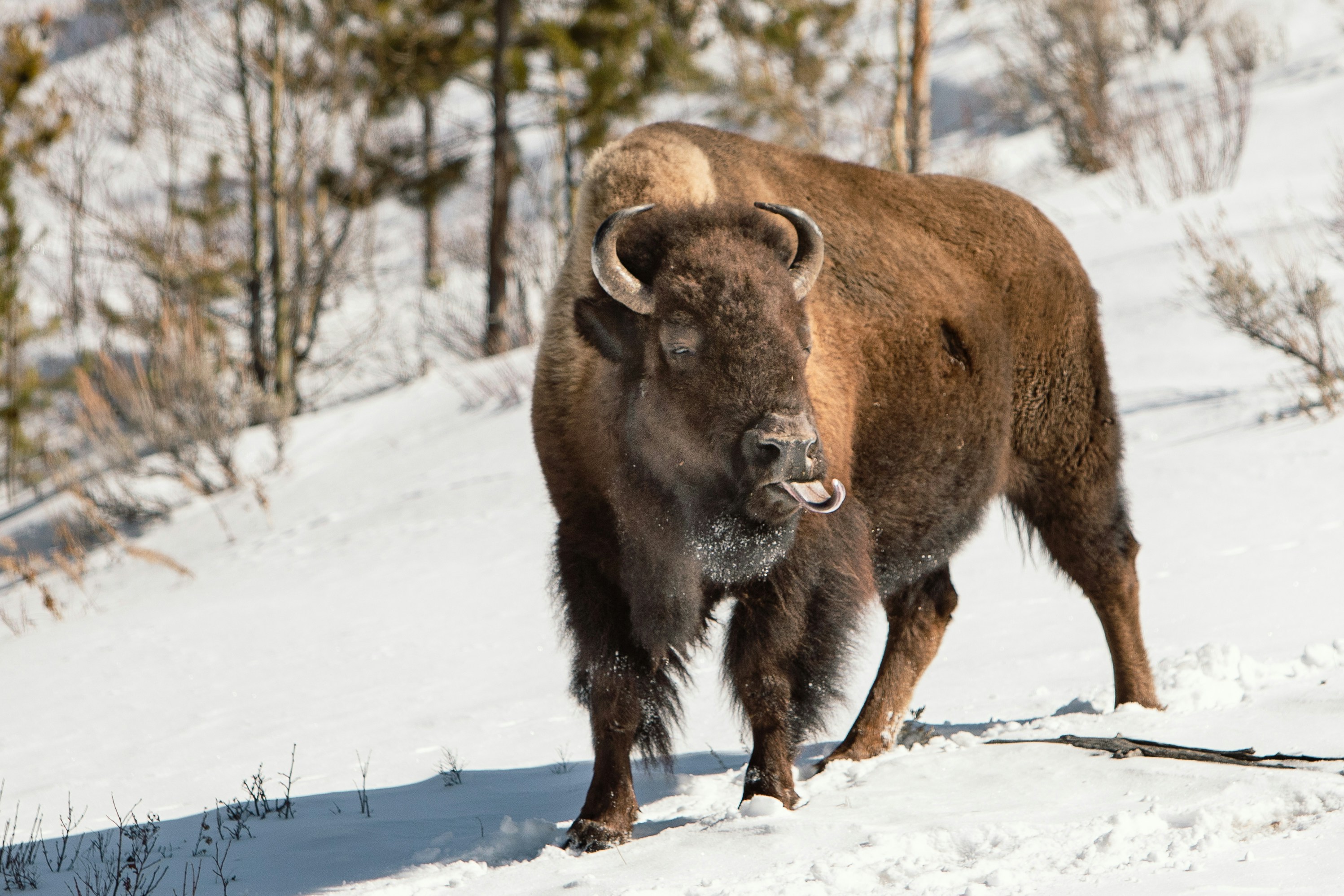 A couple of buffalo in the snow photo – Free Buffalo Image on Unsplash