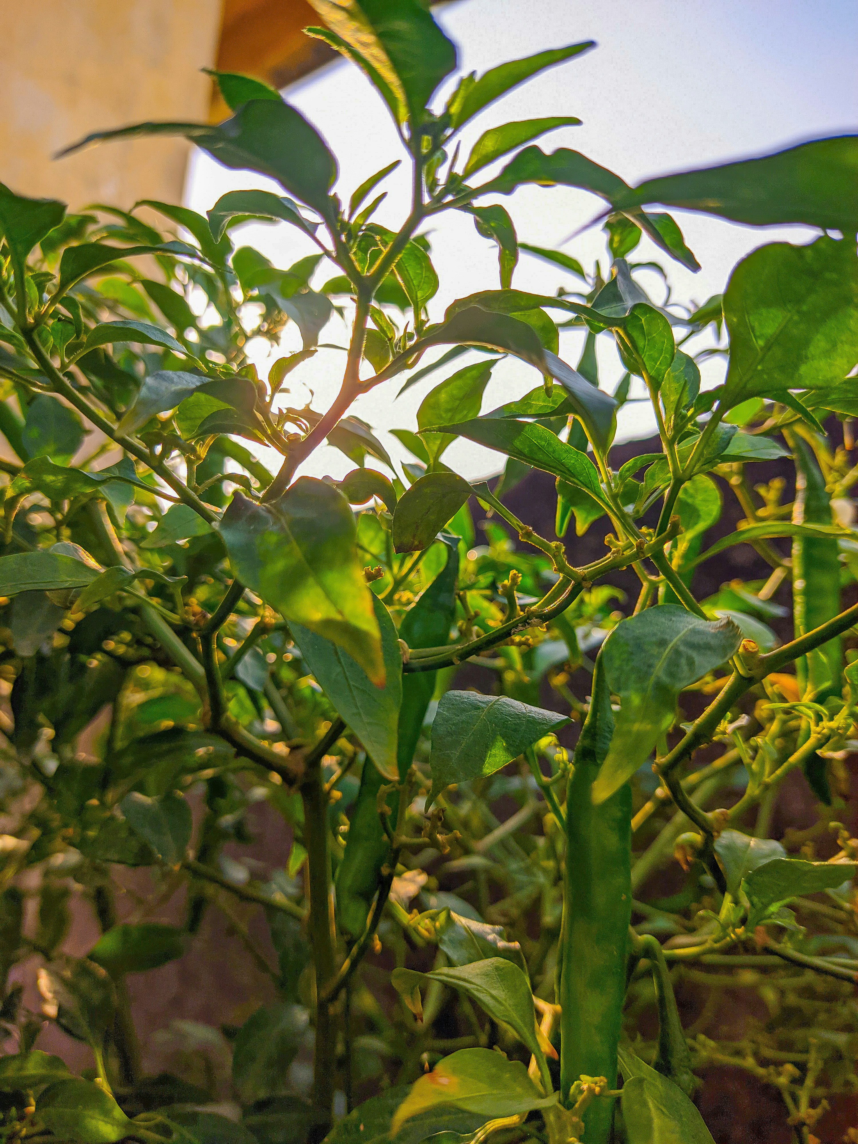 Sunlight filters through vibrant green pepper plants, highlighting their intricate leaves and delicate flowers.