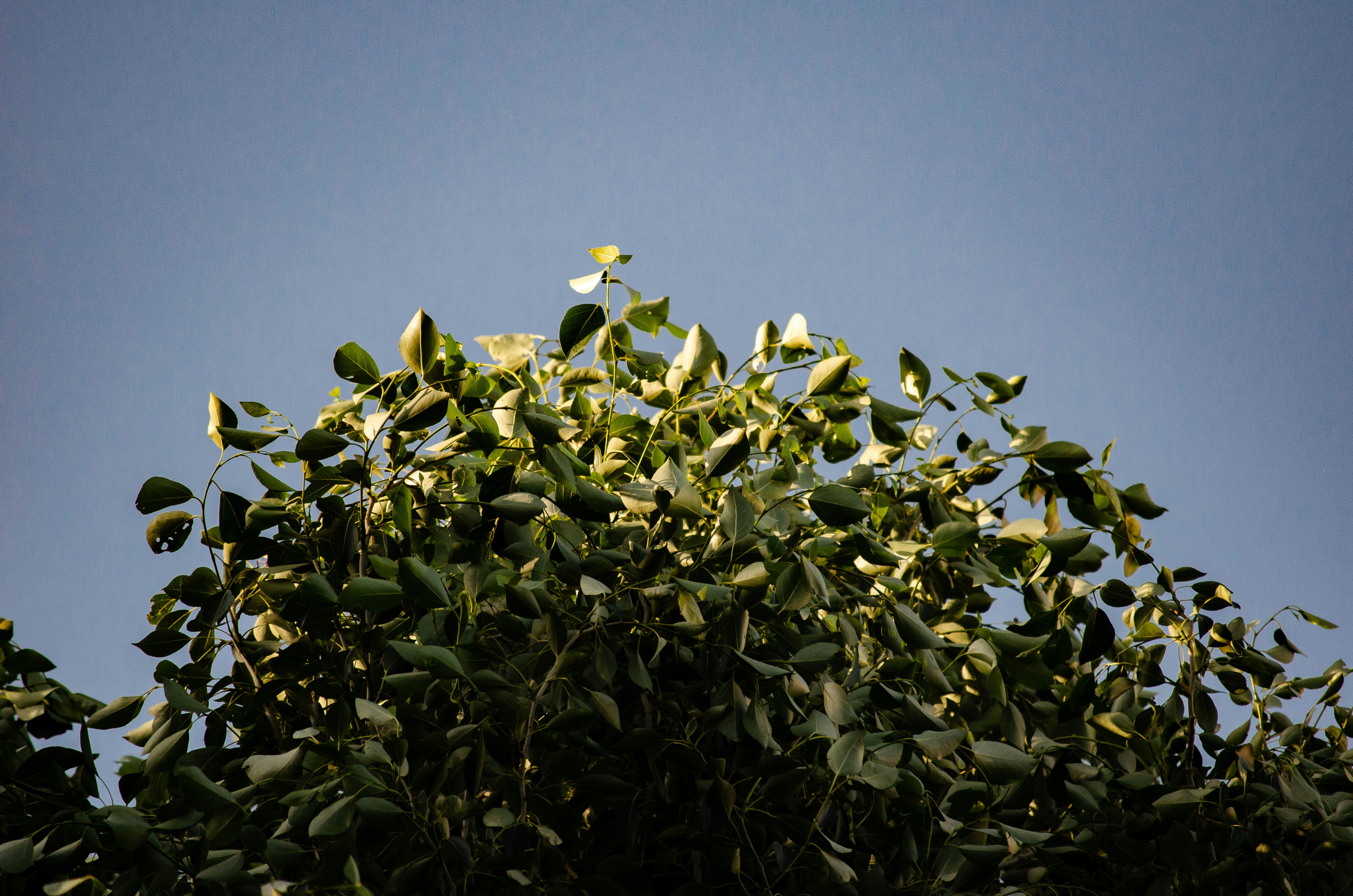 a tree with leaves
