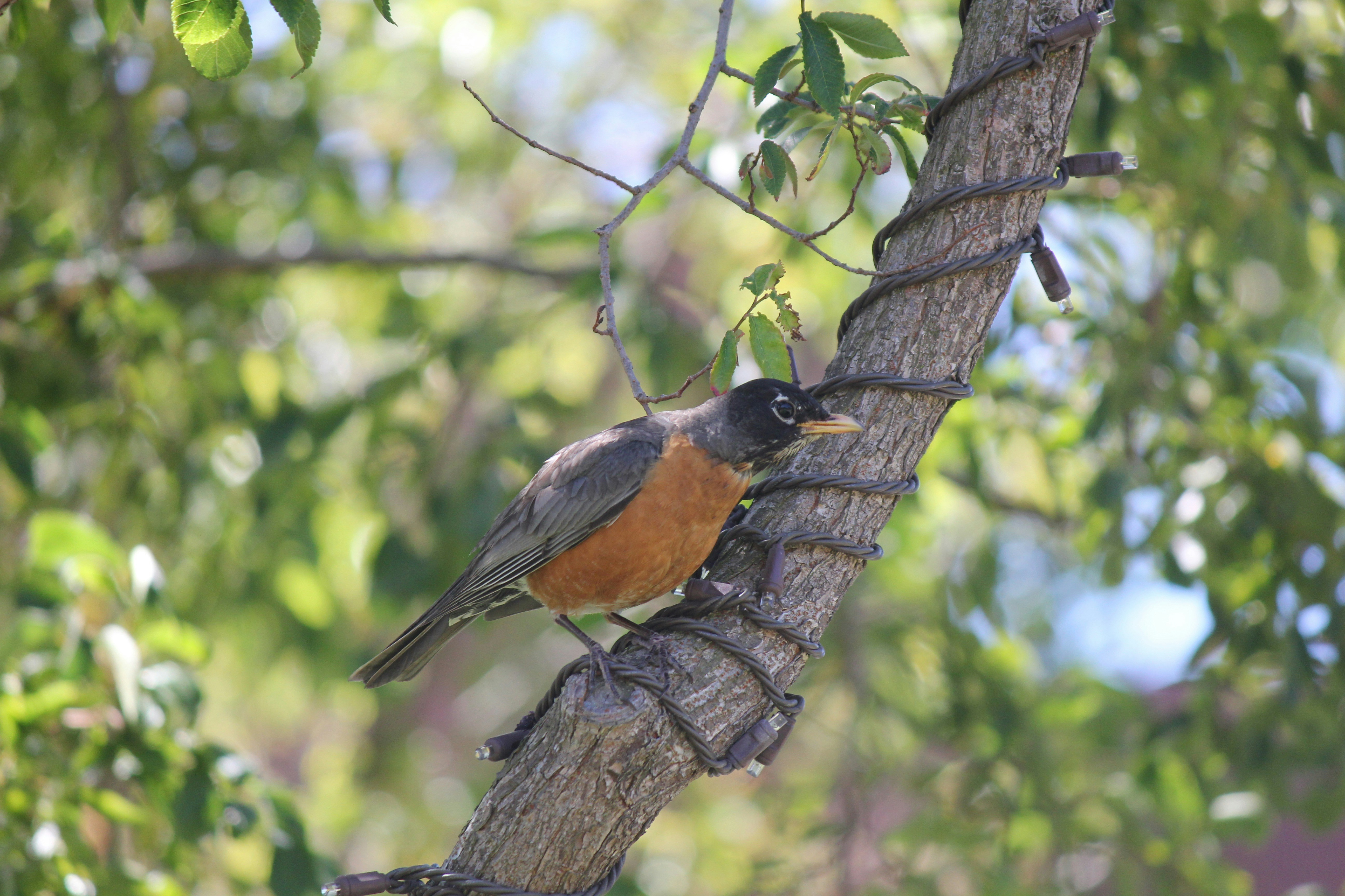 A couple of birds on a tree branch photo – Free Ca Image on Unsplash