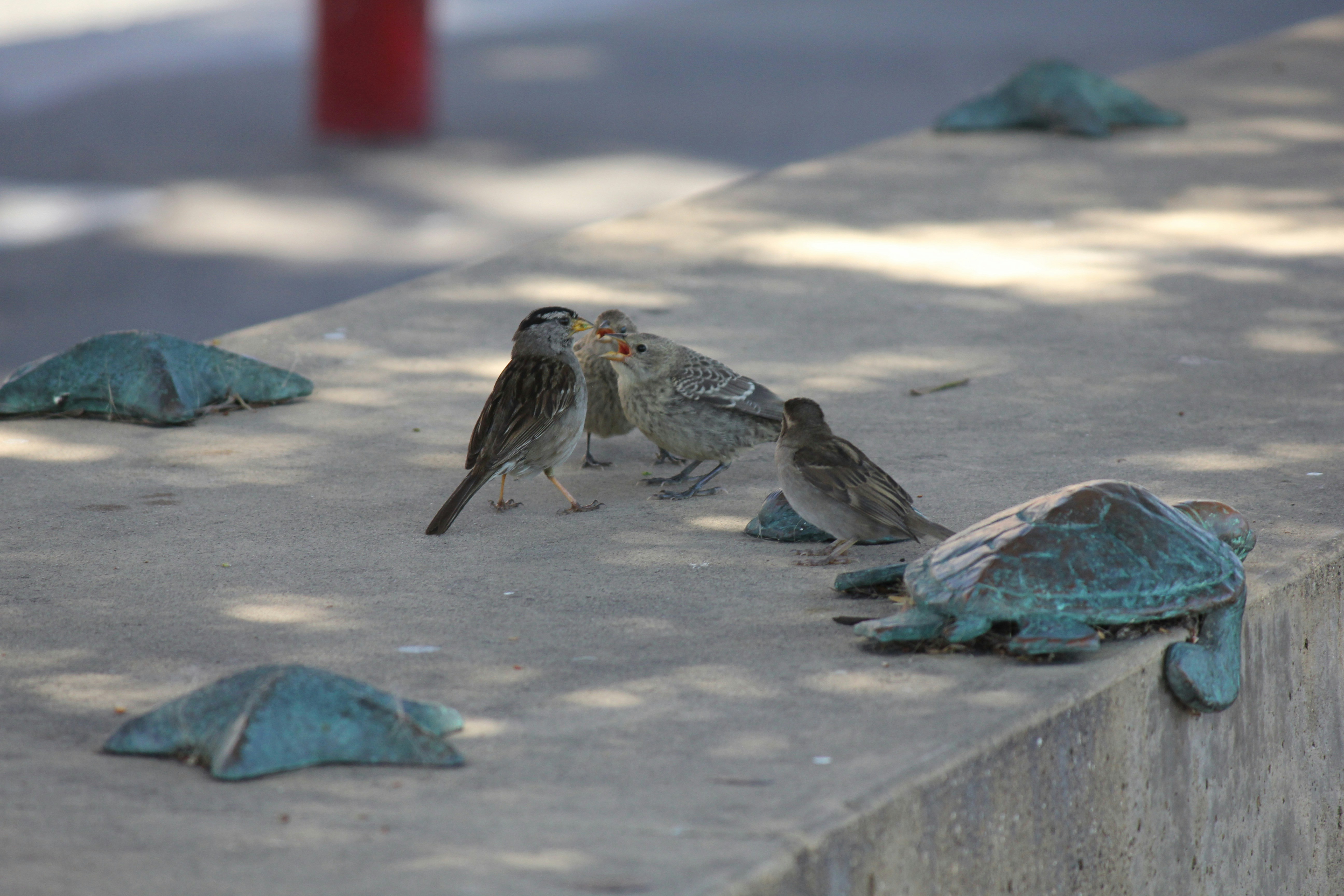 Two Sparrows in a Quiet Exchange on a Sunlit Seawall