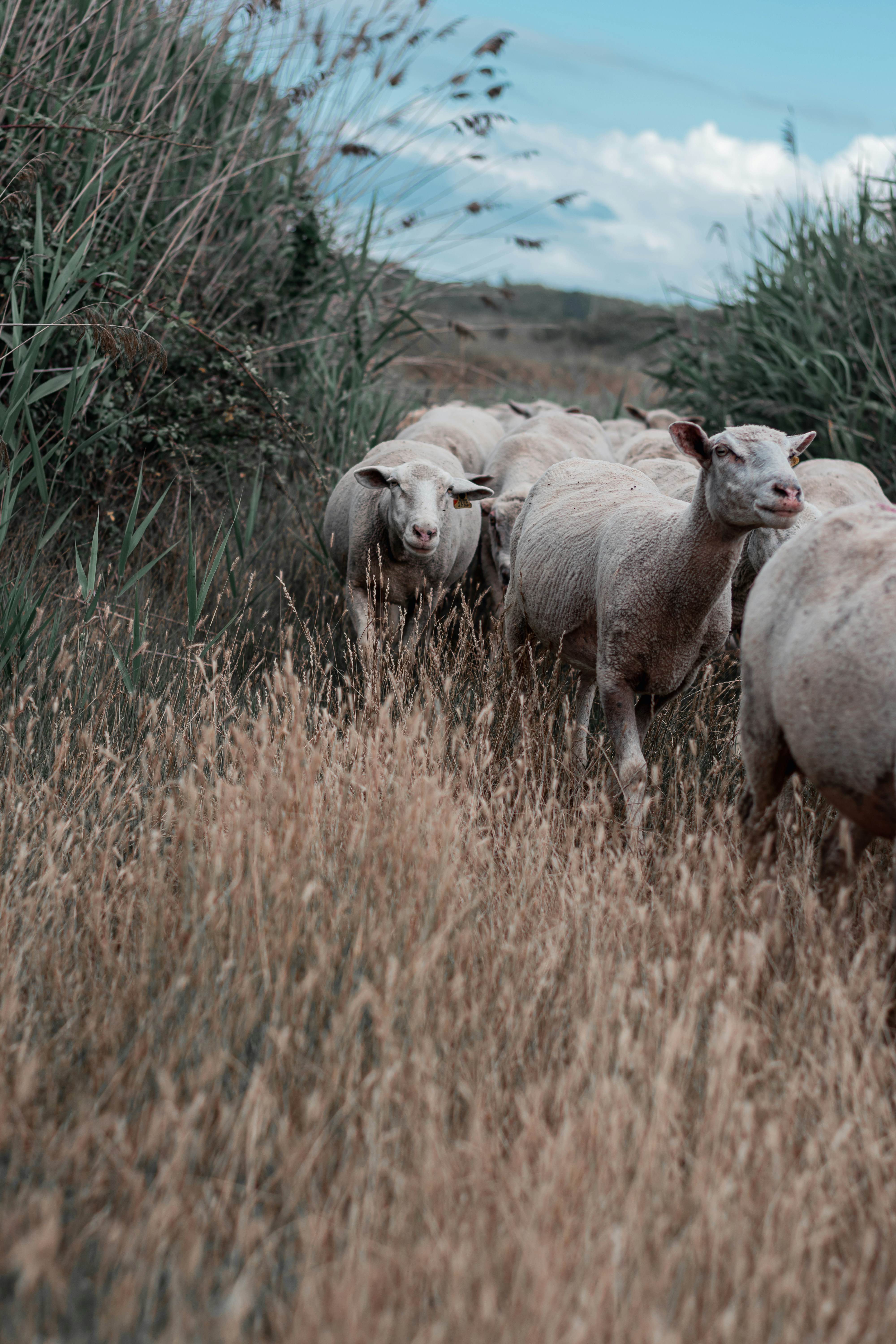 March Through the Reeds: A Flock Ambles Along a Dry Grass Path