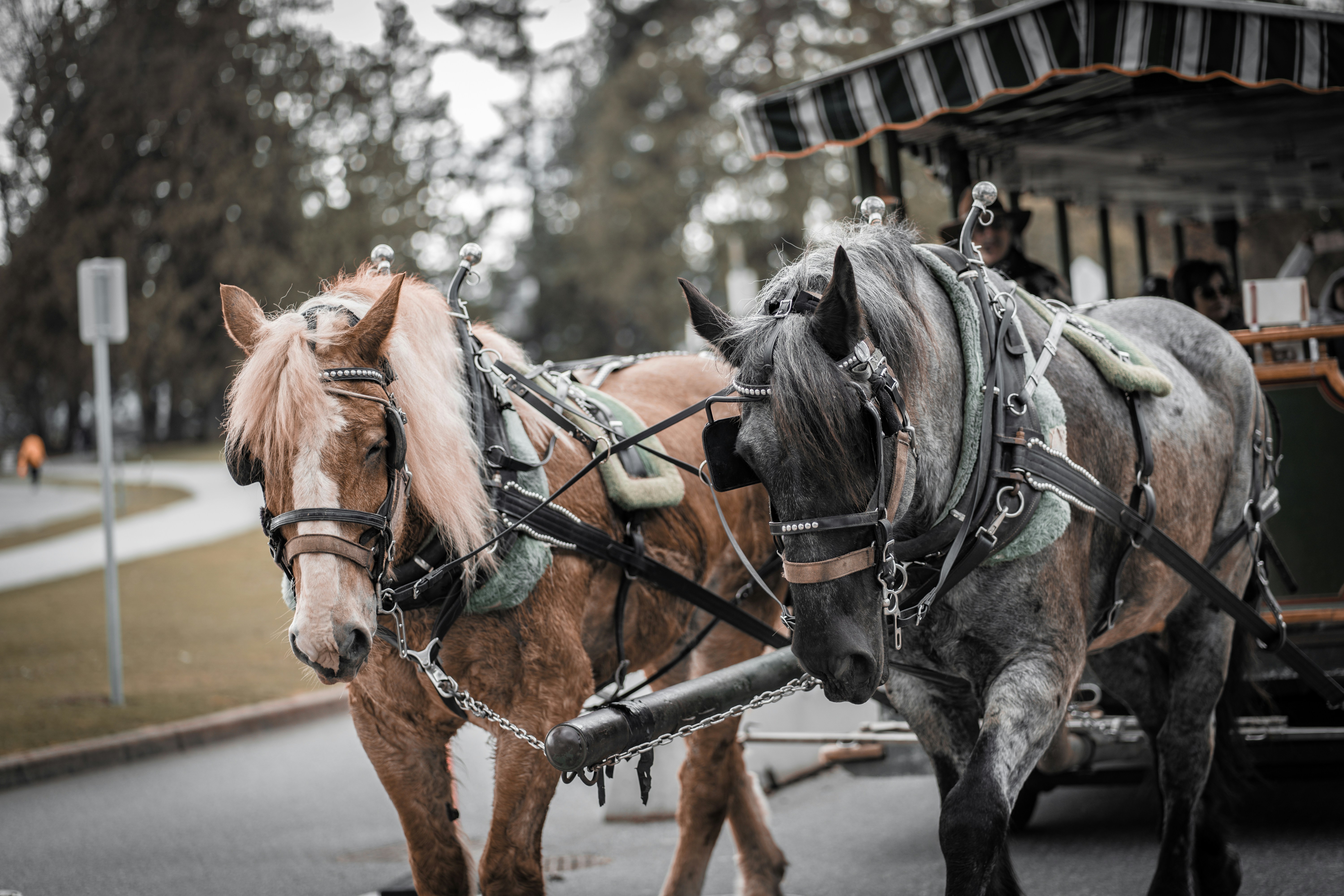 Harnessed Stillness on a City Street: Two Carriage Horses
