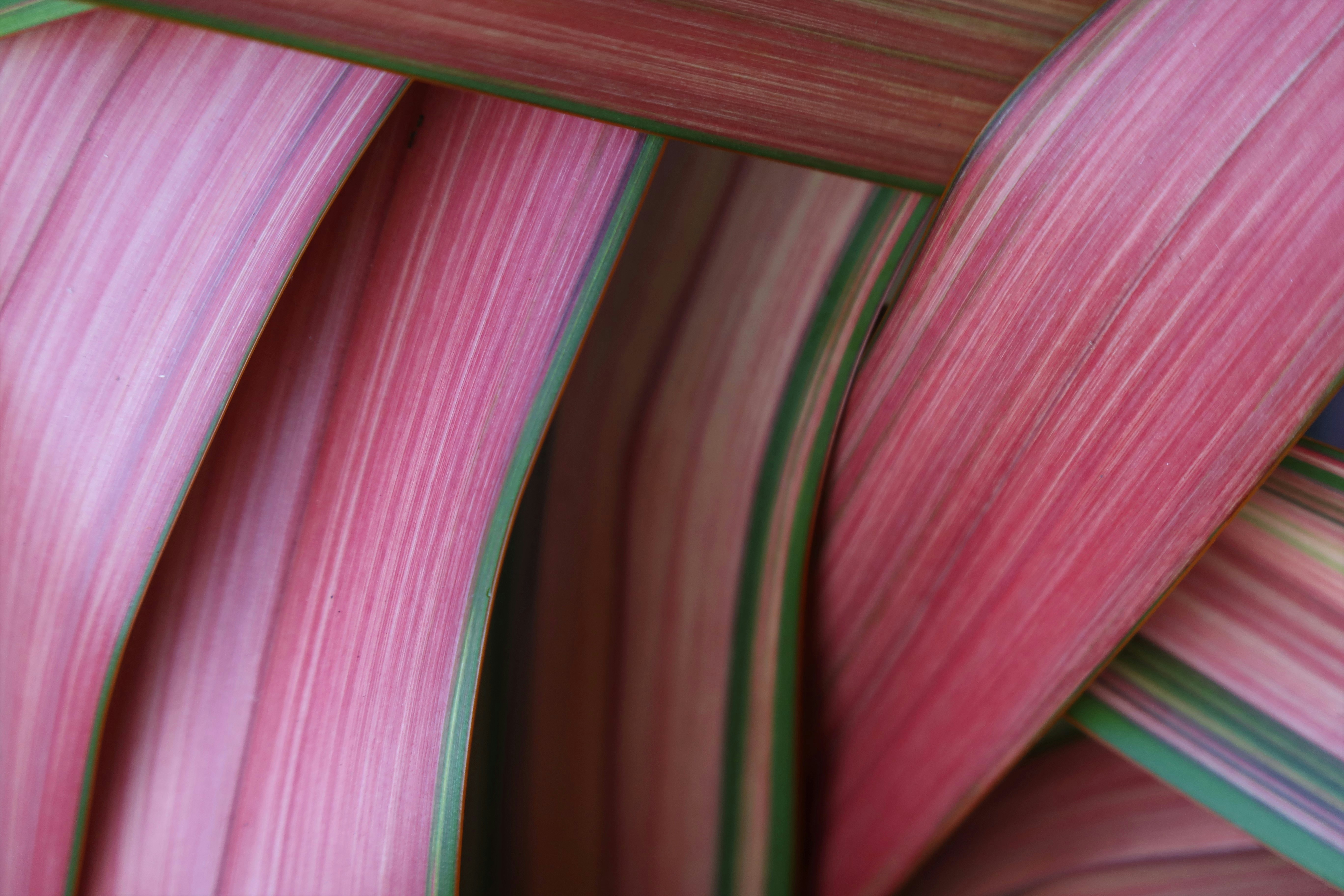 Close-up of vibrant, layered leaves showcasing rich pink and green hues with intricate textures.