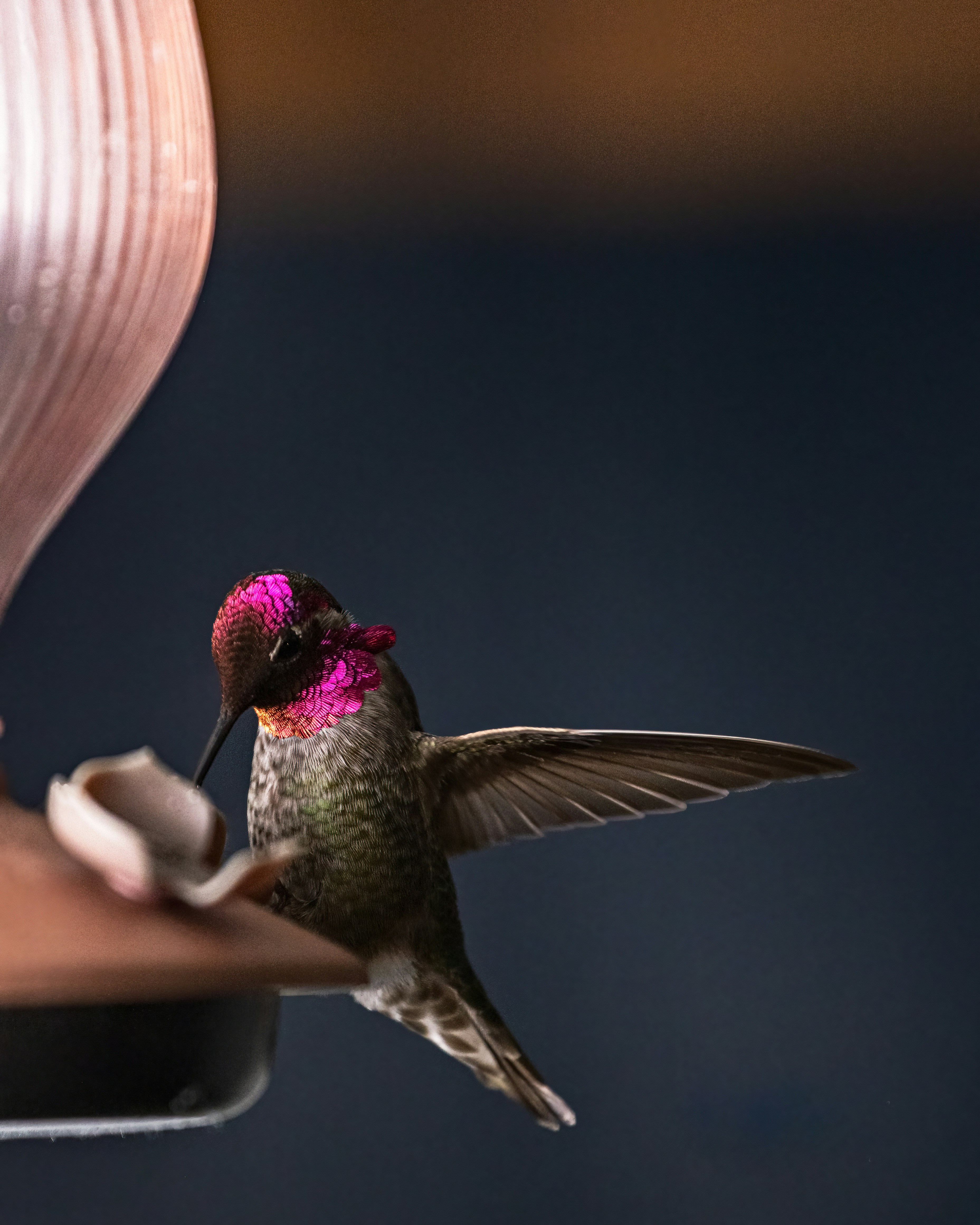 Hummingbird Jewel: Neon Throat in Sharp Focus