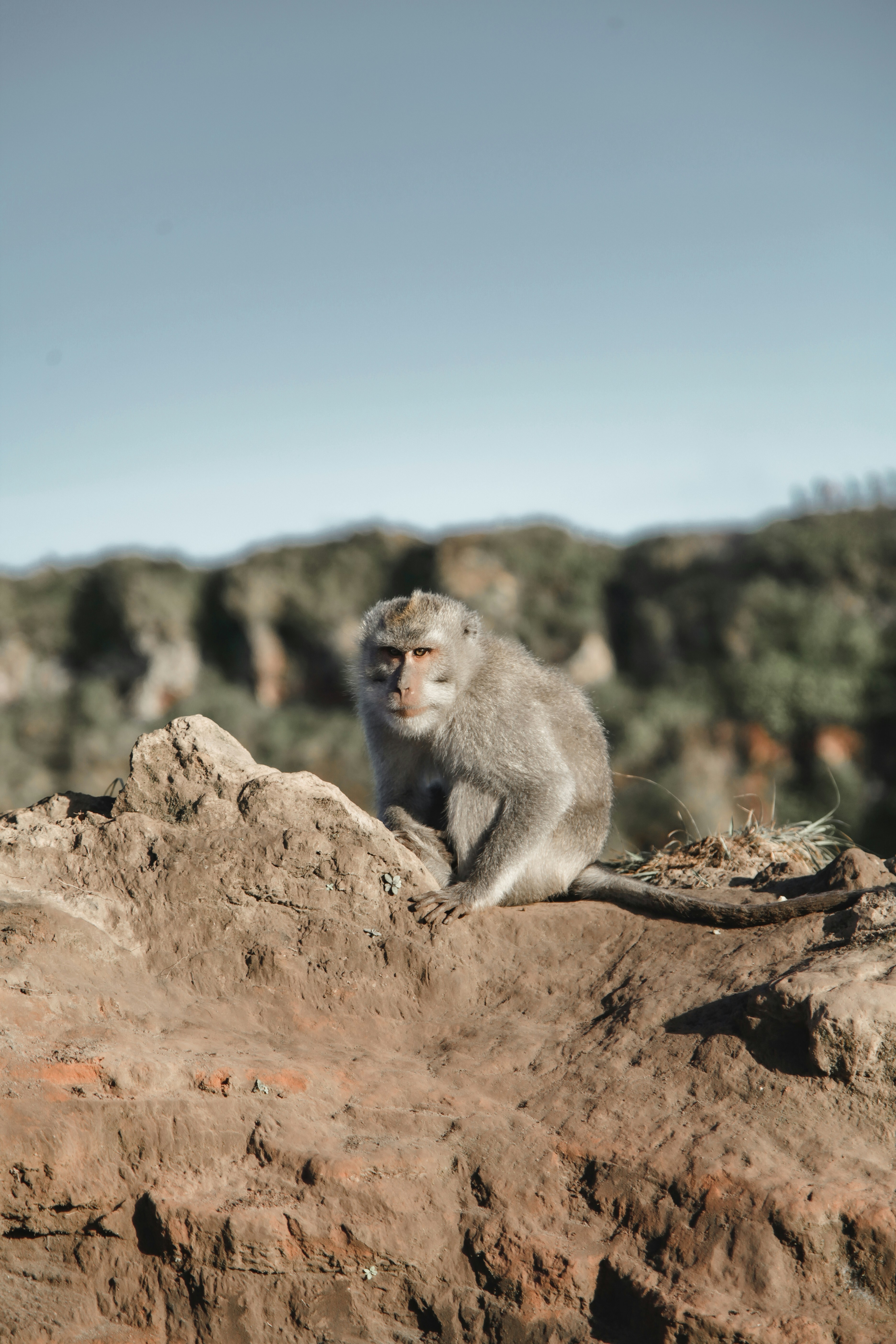 Curious Primate on a Sun-Baked Rock Outcrop