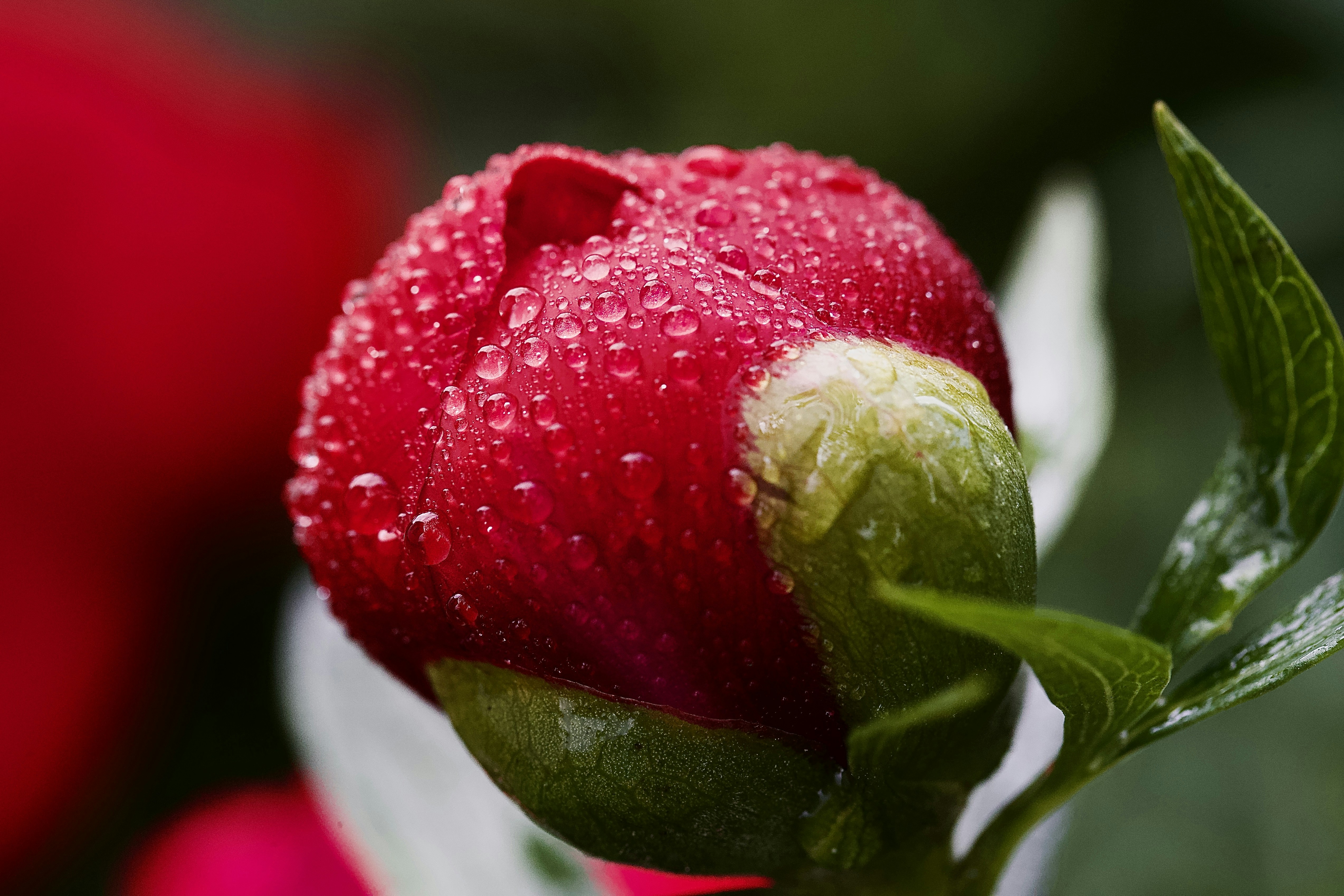 Crimson Dew: a close-up study of a rain-kissed flower bud