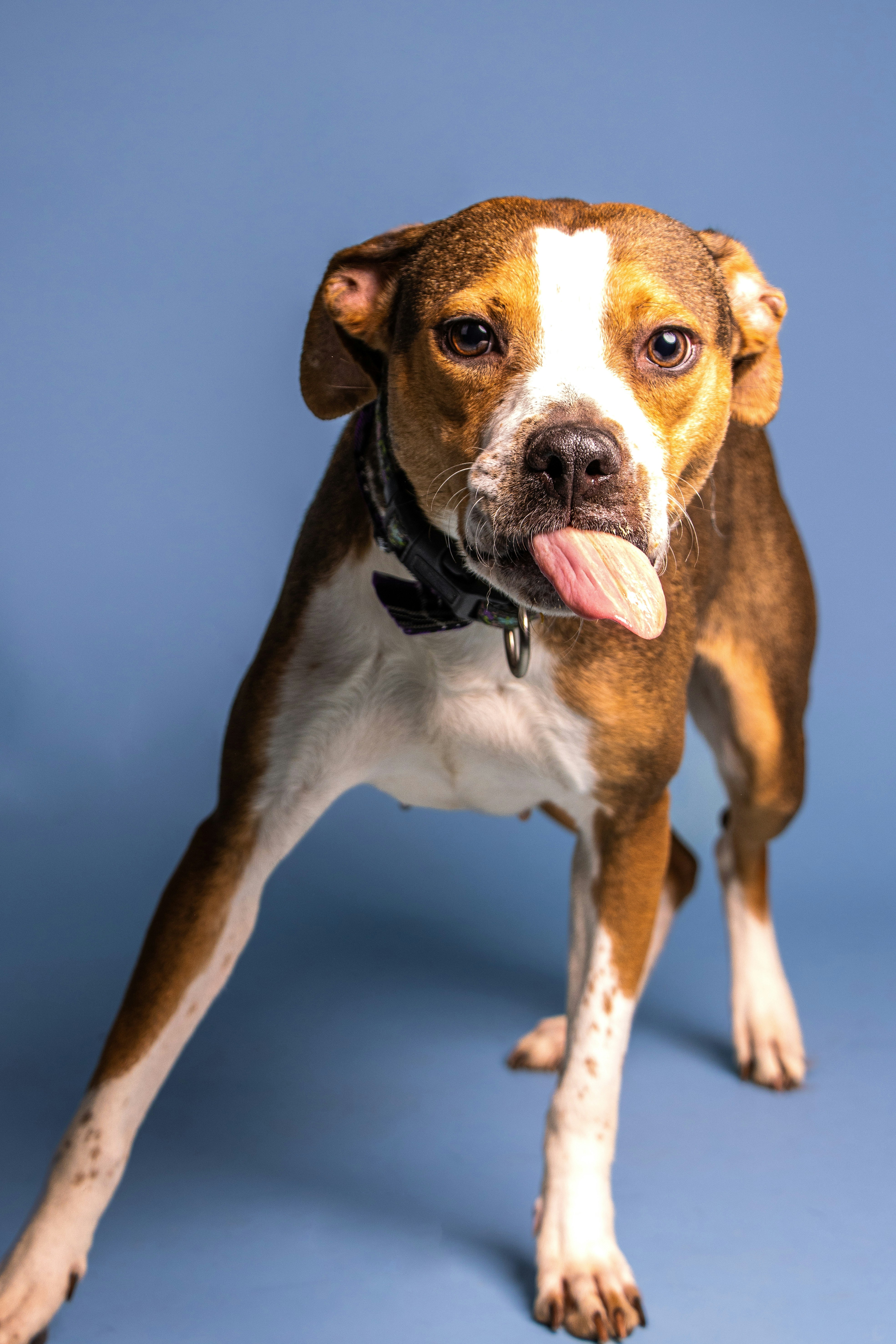 Foto zum Thema Ein Hund mit herausgestreckter Zunge – Kostenloses Bild ...