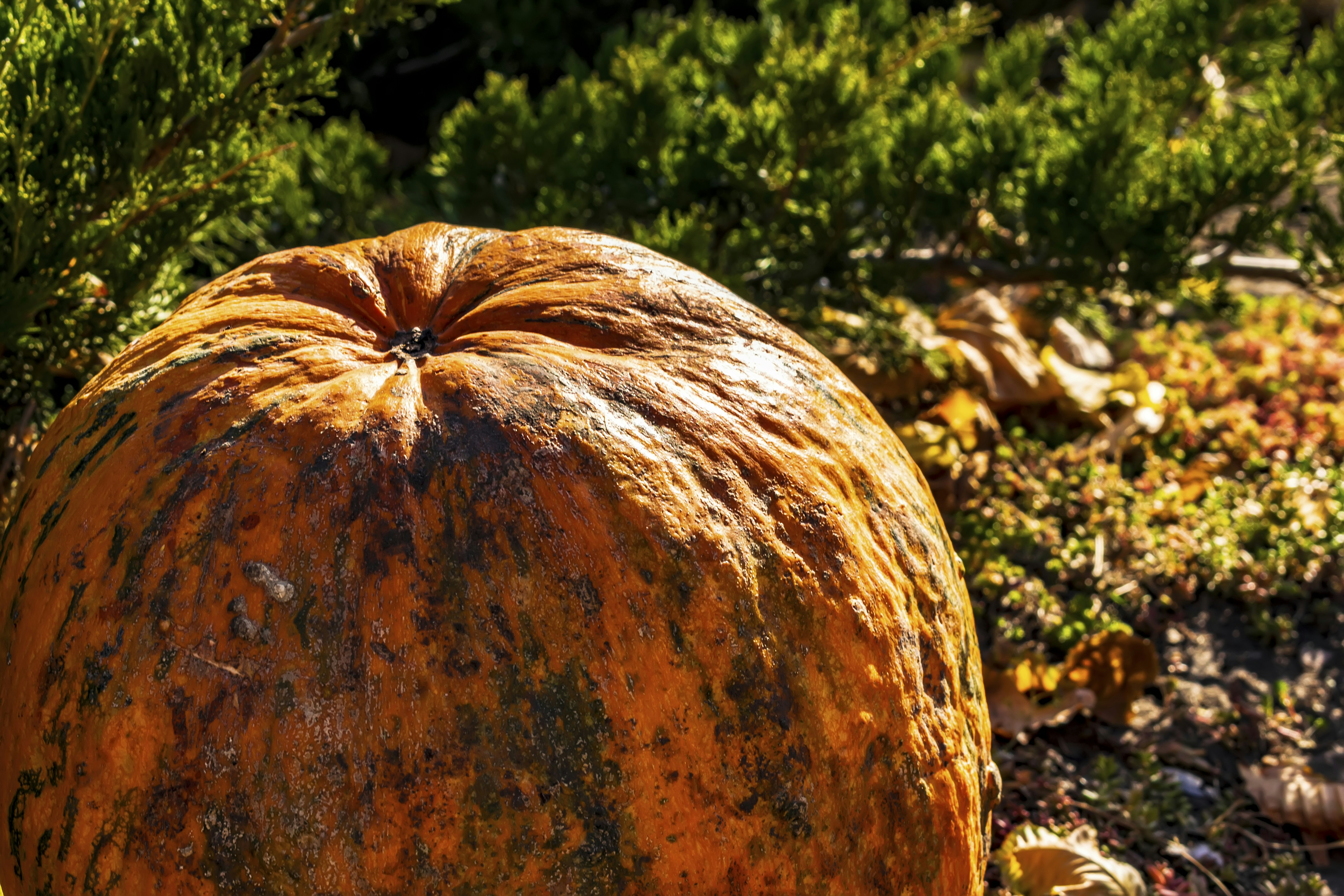 Close-Up of a Weathered Pumpkin in Autumn Light