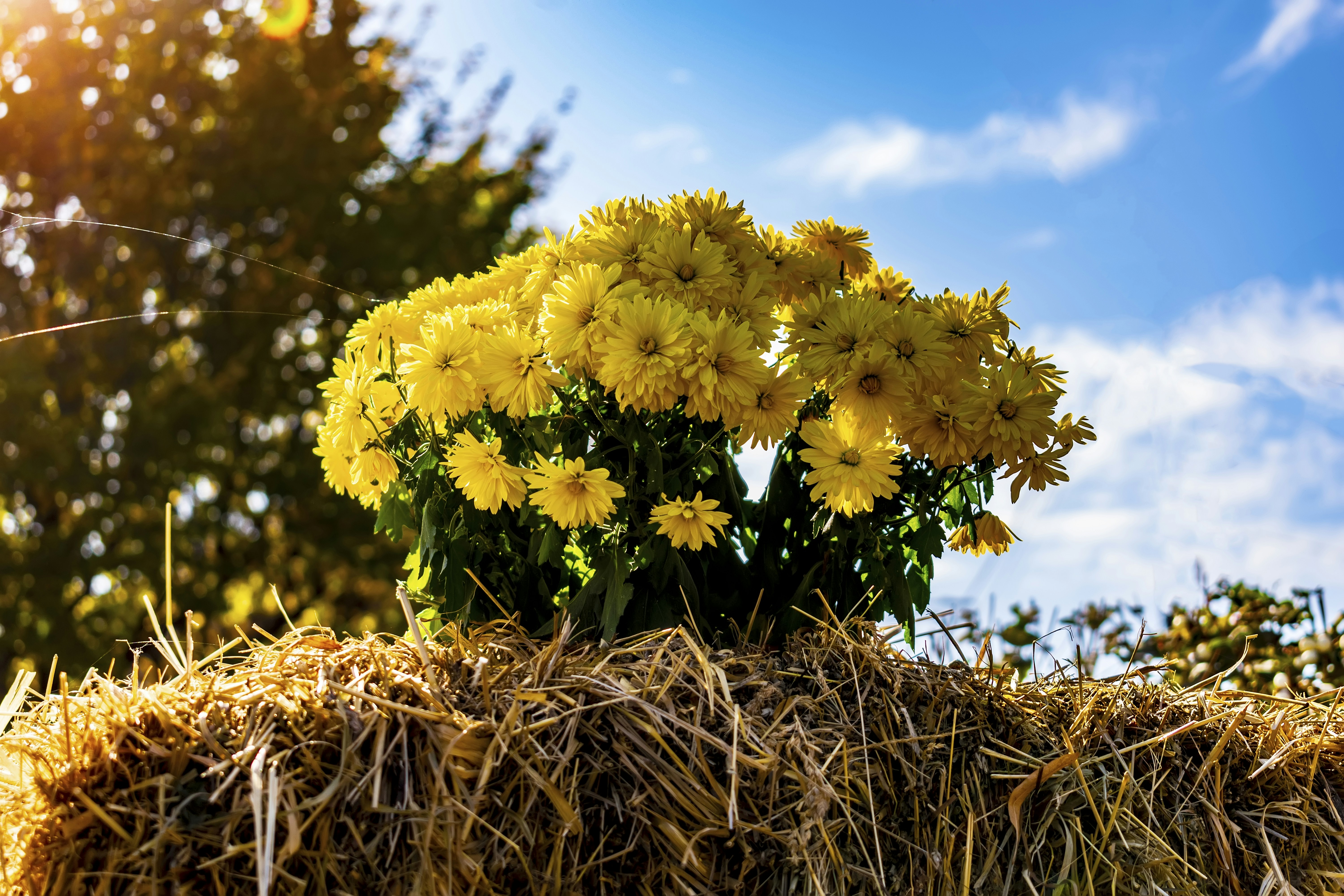 Sunlit Chrysanthemums Crowned on a Hay Bale Under a Clear Blue Sky