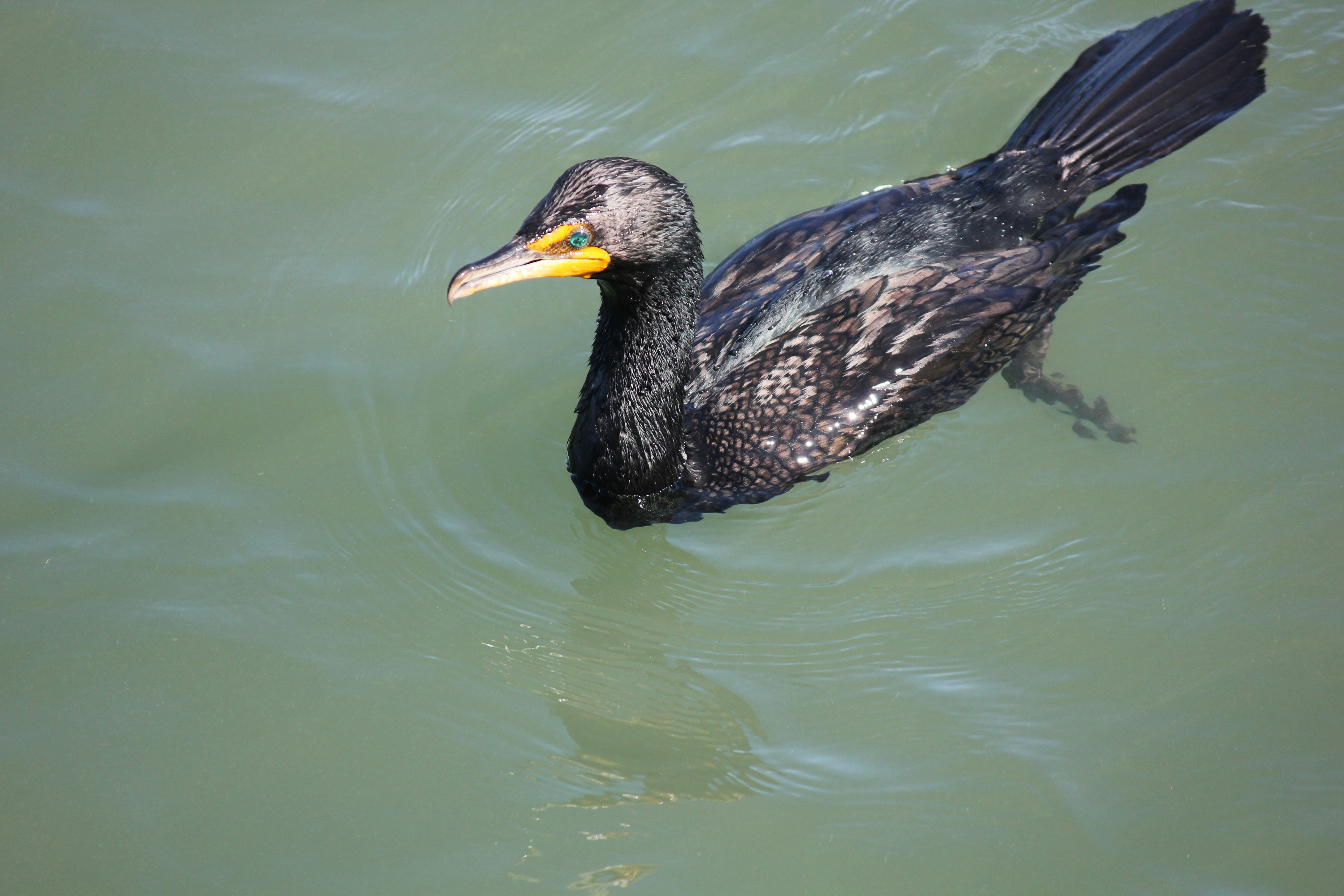 Black Reef Cormorant Gliding Across Sunlit Green Waters