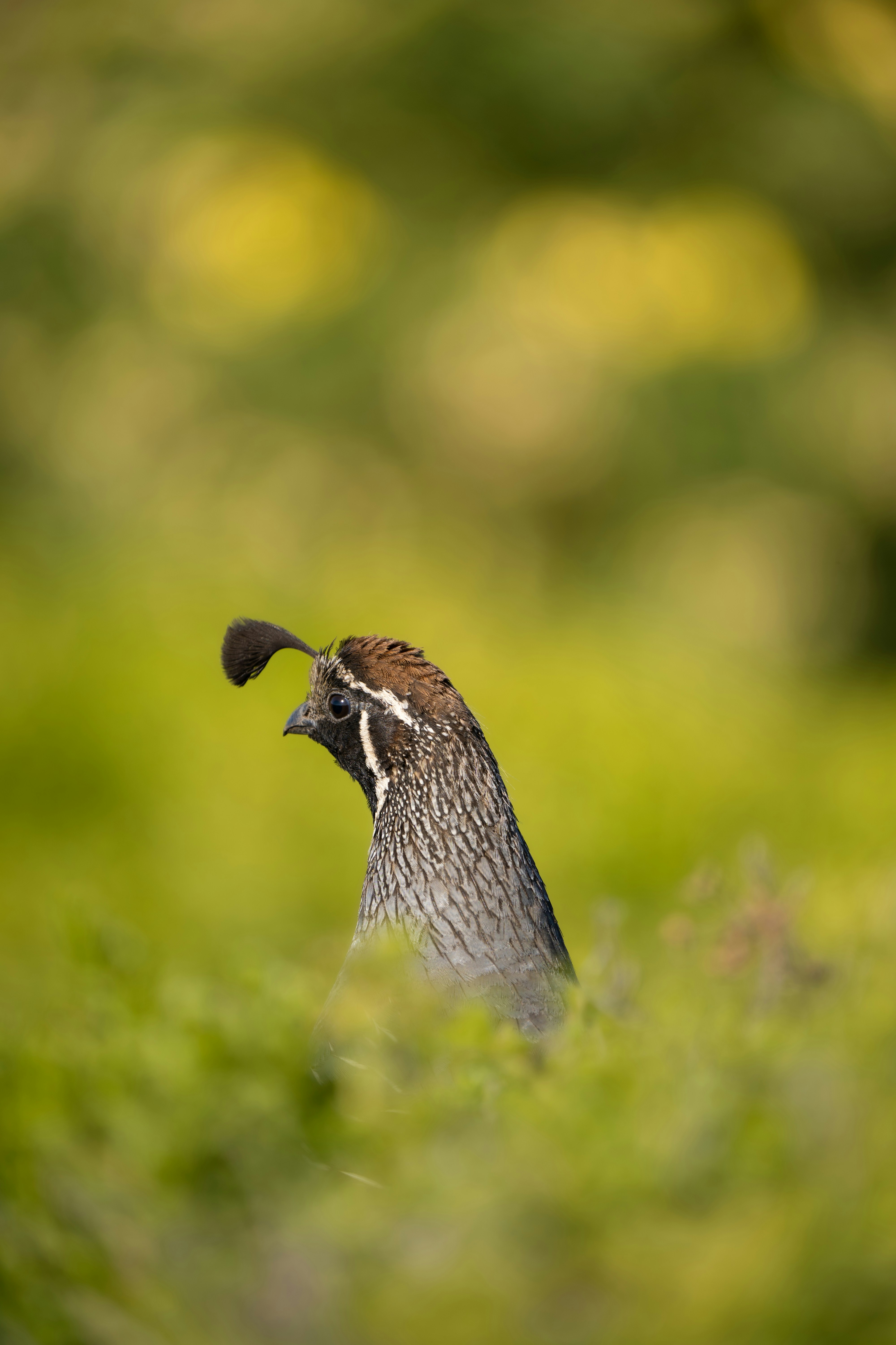 a bird flying in the air