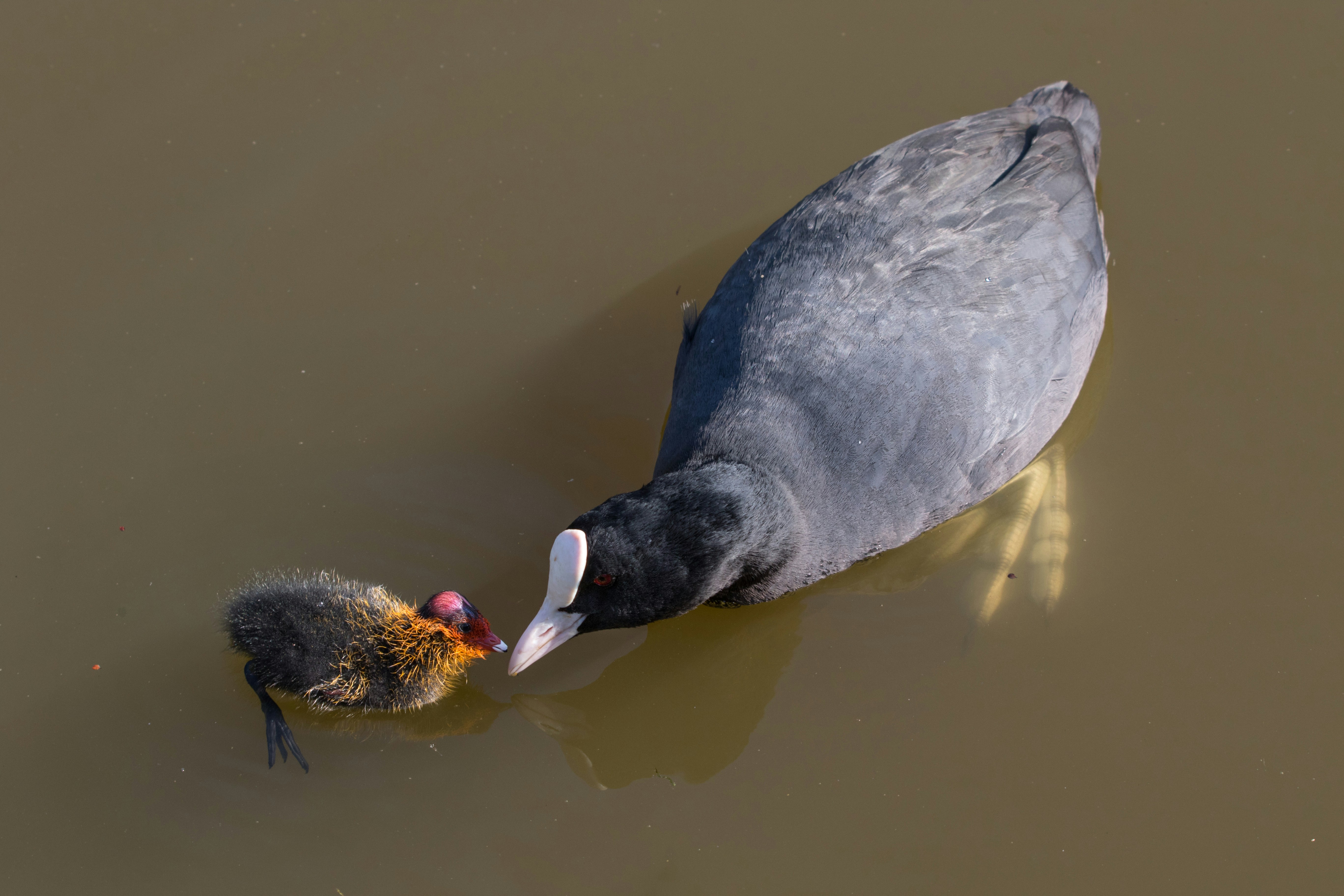 Beak-to-Beak Bond on Murky Waters