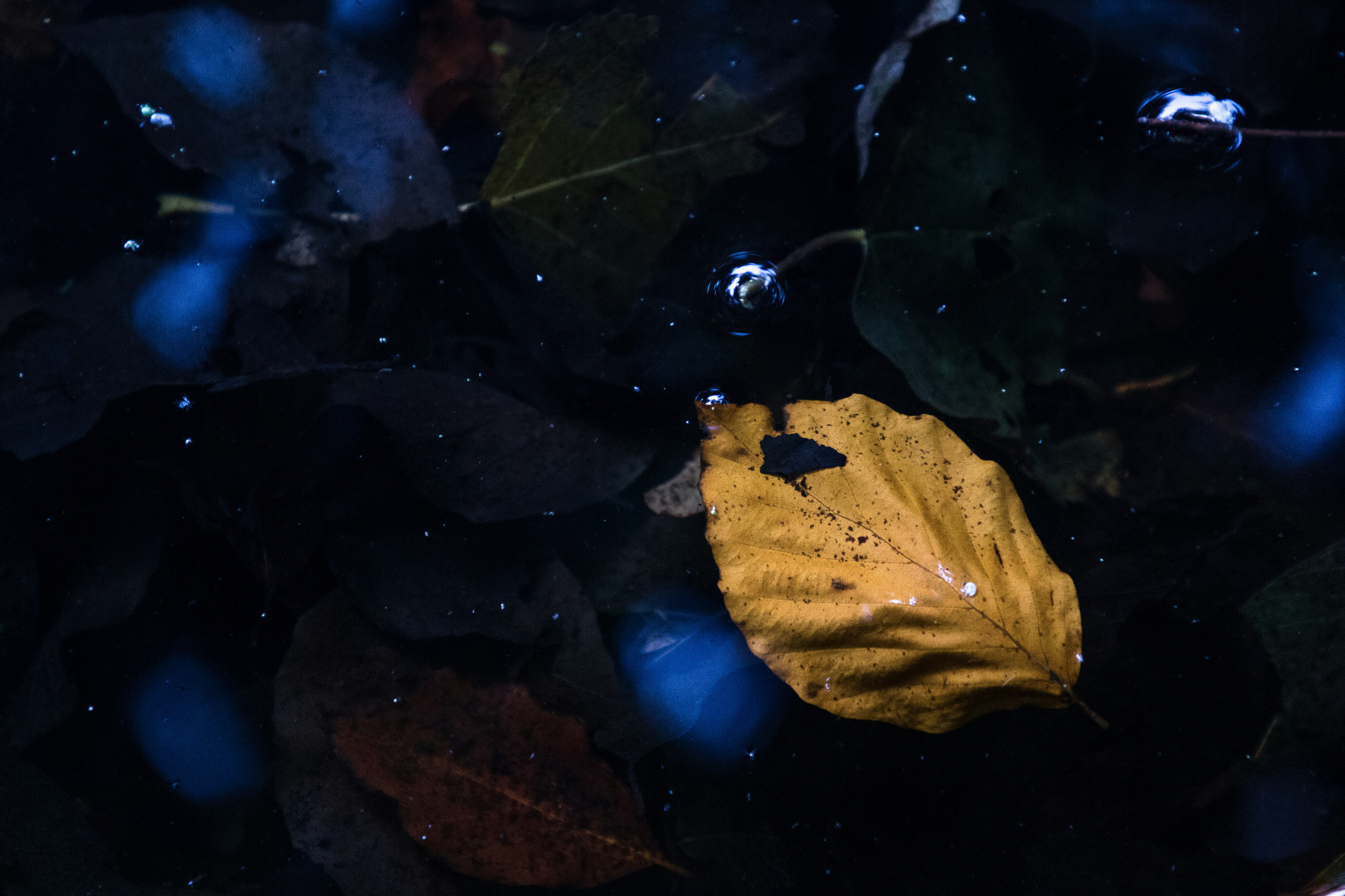 Lonely Yellow Leaf Among Dark Waters
