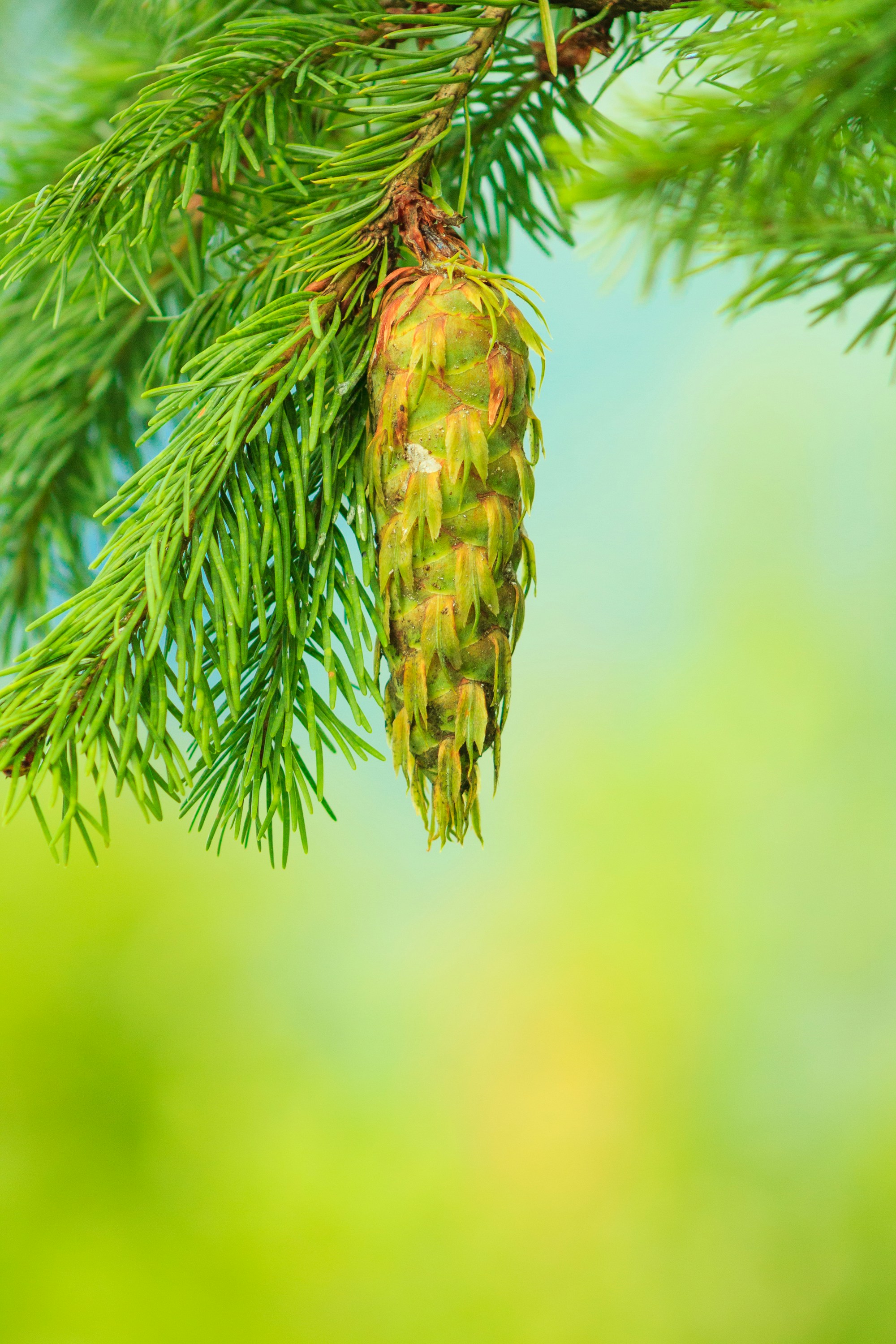 Pine Cone Pendant in a Sea of Green Bokeh