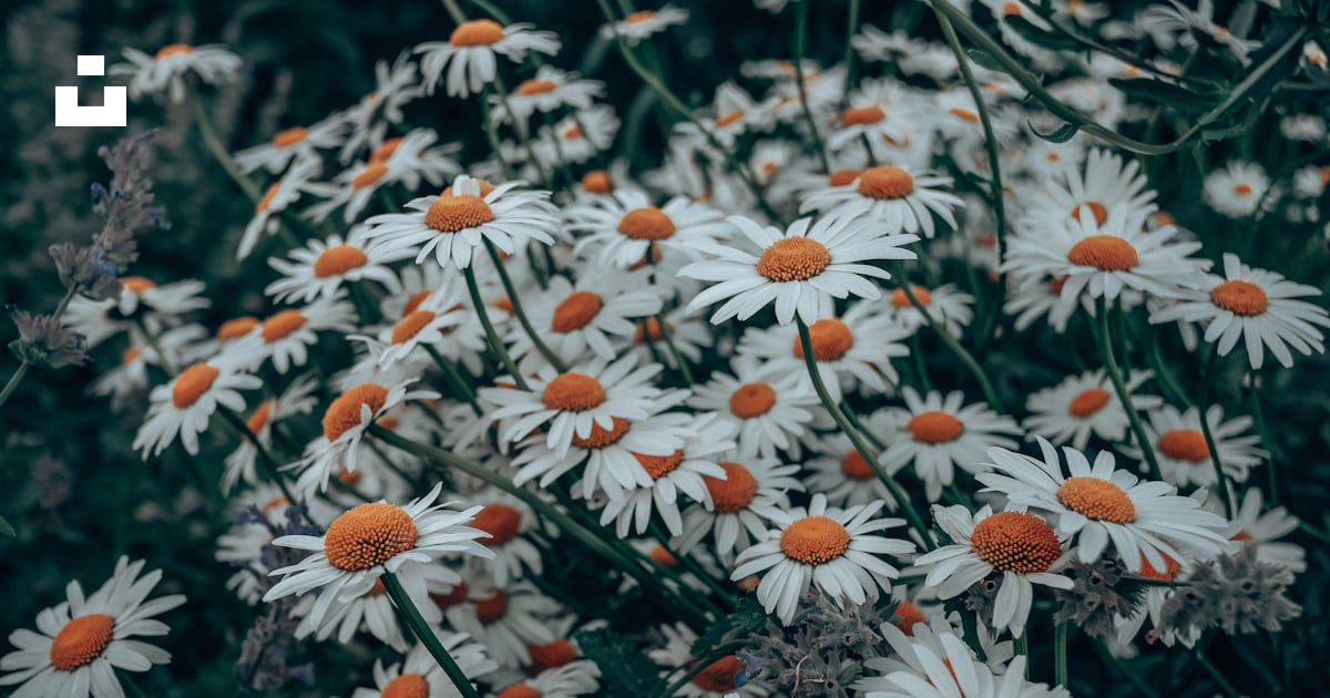 Un groupe de fleurs blanches et oranges photo – Photo Camomille ... Un groupe de fleurs blanches et oranges photo – Photo Camomille ...