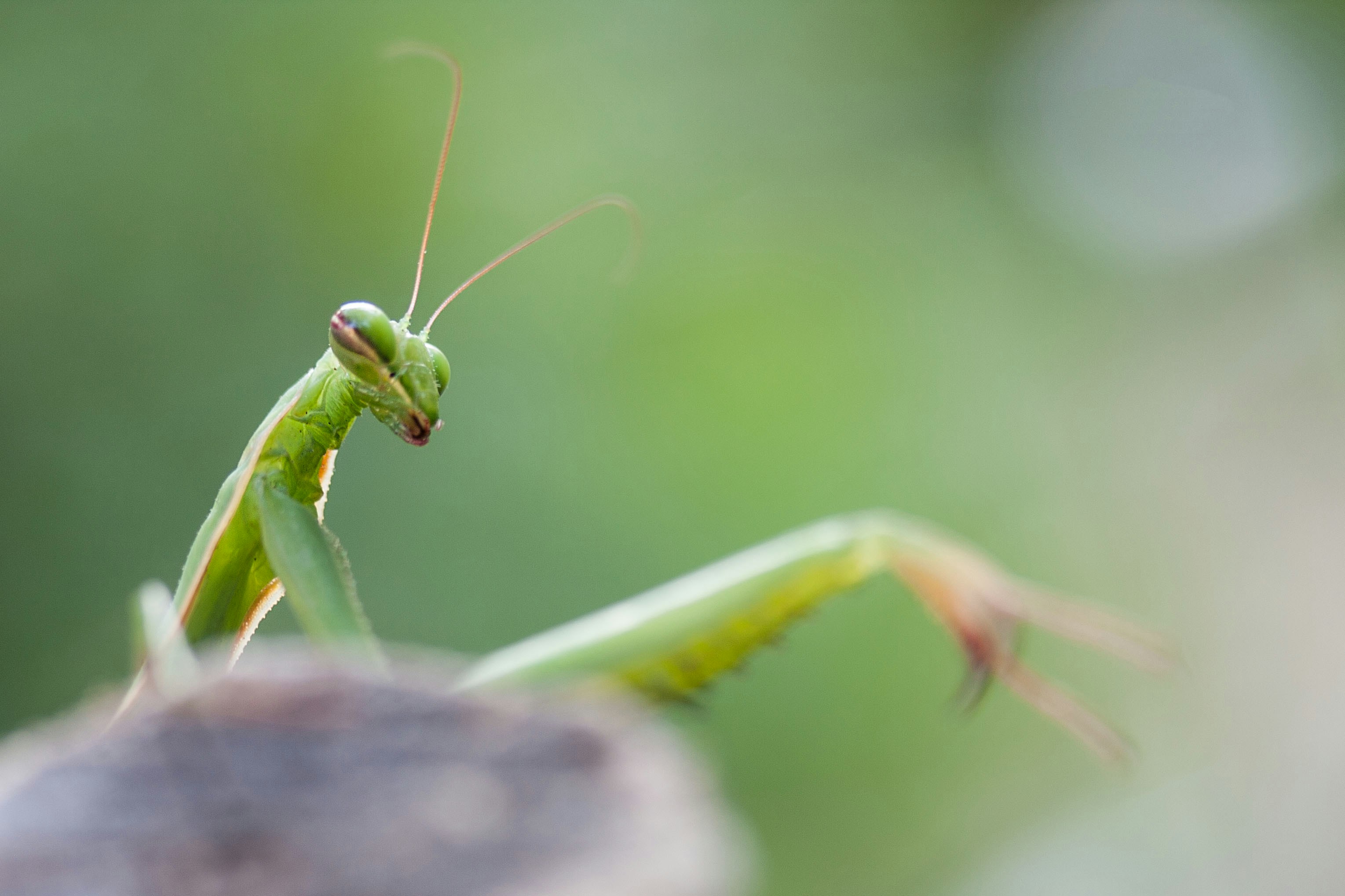 A green insect on a leaf photo – Free Green Image on Unsplash