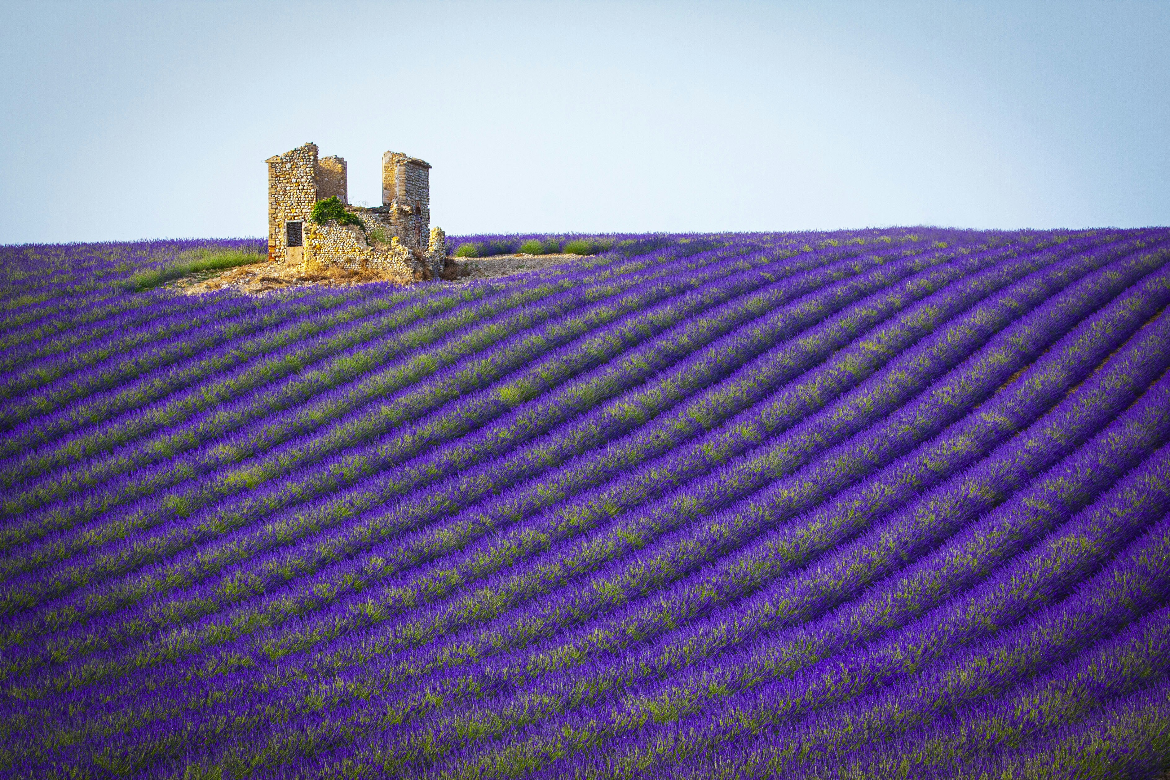 Ruined stone structure amidst vibrant lavender fields under a clear blue sky.