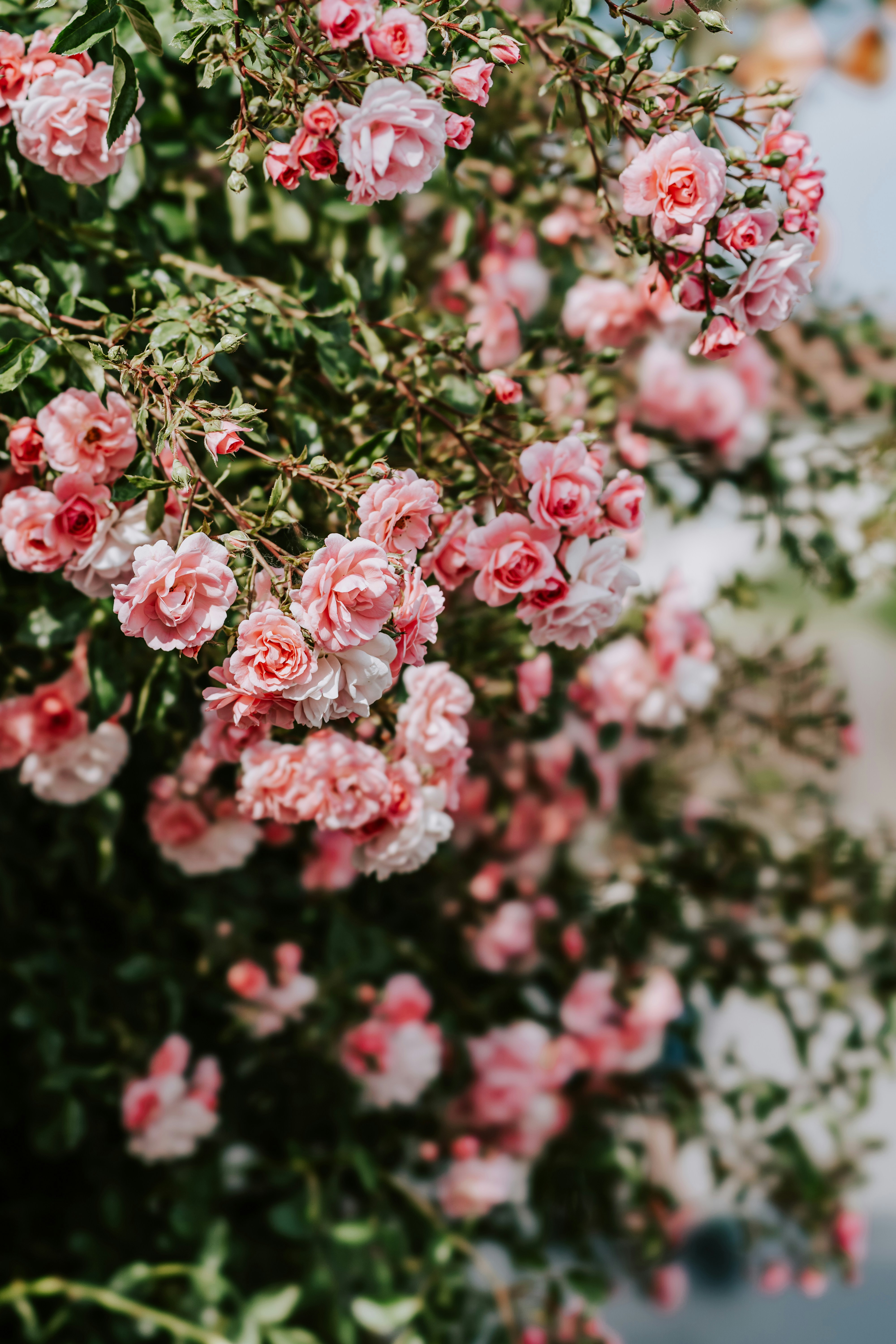 Un buisson aux fleurs roses photo – Image gratuite de Fleurs sur Unsplash