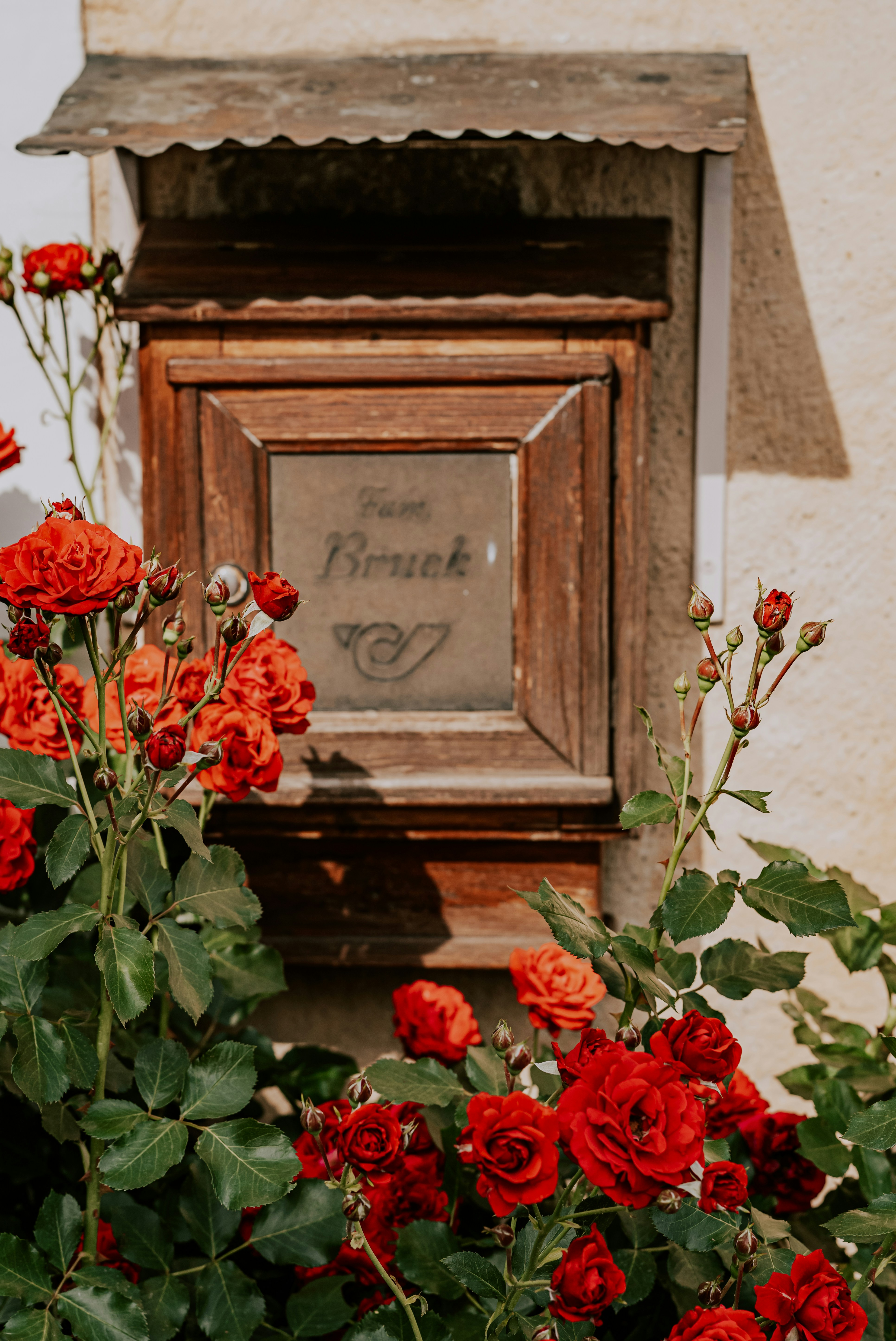 Red Roses Guard a Weathered Mailbox In Sunlit Courtyard