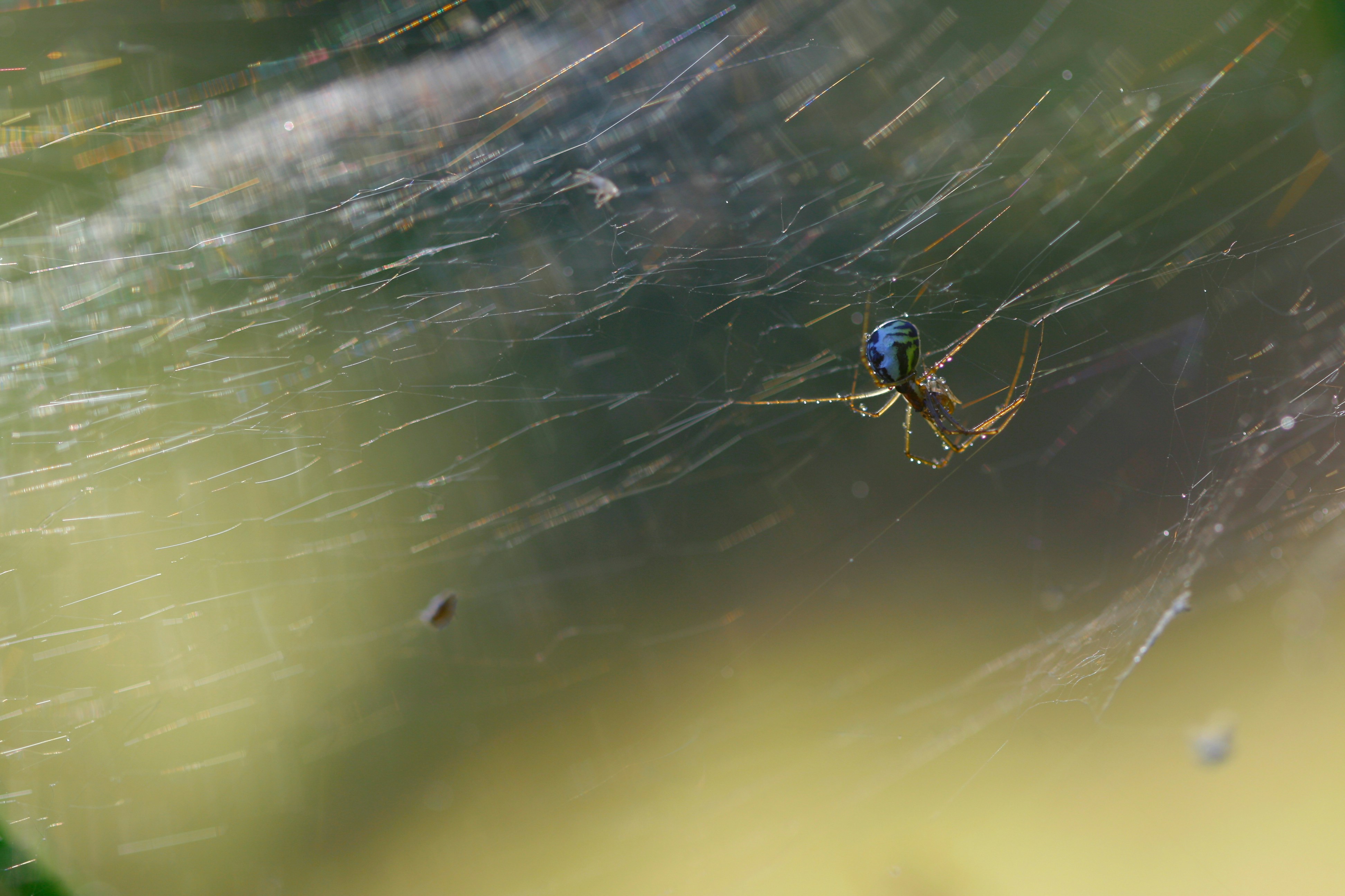 A person in a web photo – Free Arachnid Image on Unsplash